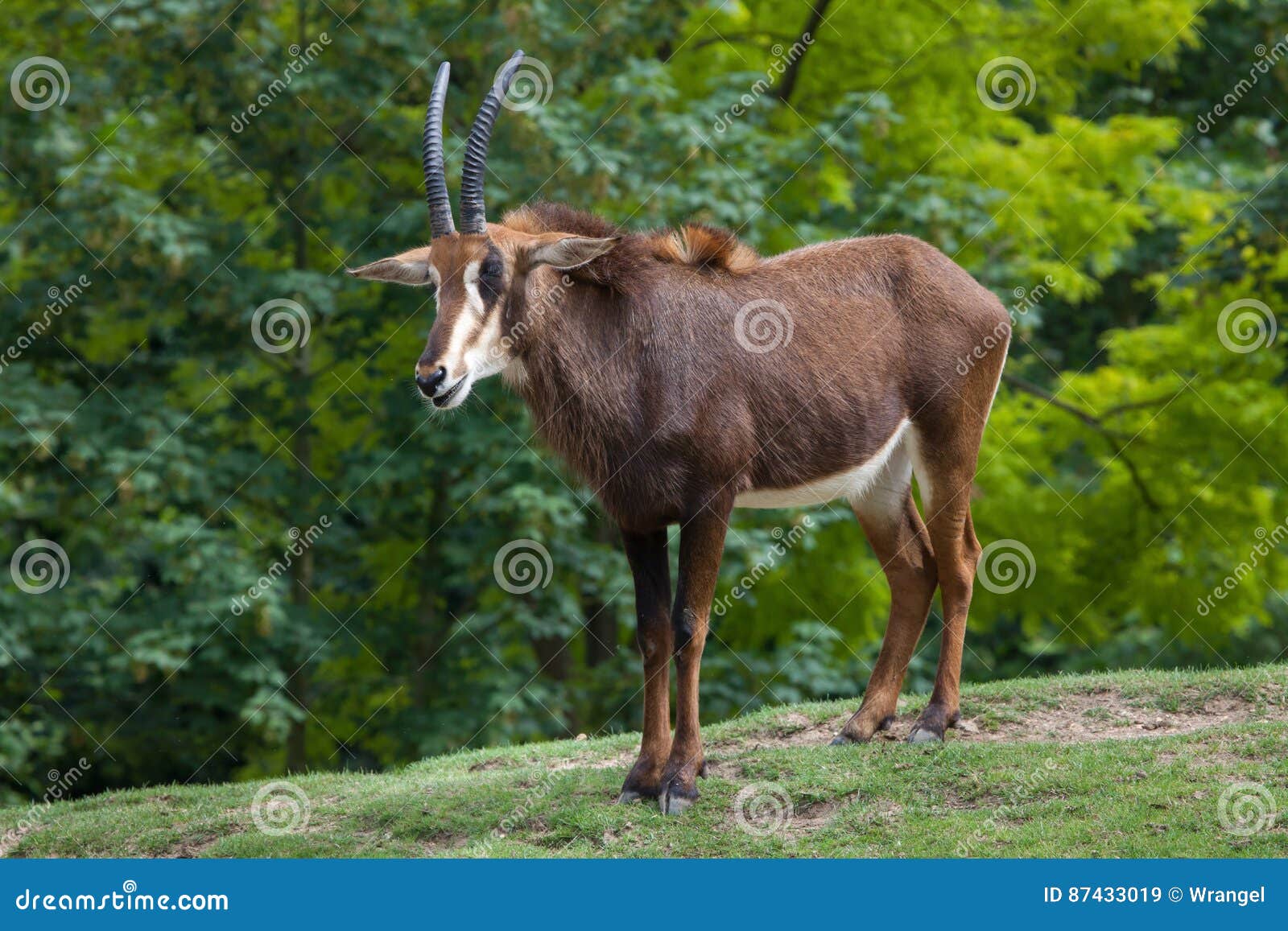 Sable Antelope Hippotragus Niger Stock Image - Image of bovidae ...