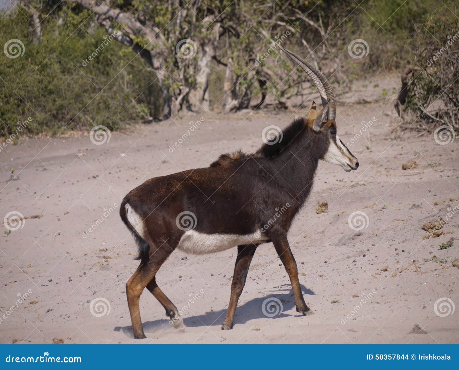 Sable Antelope Stock Images - 400 Photos