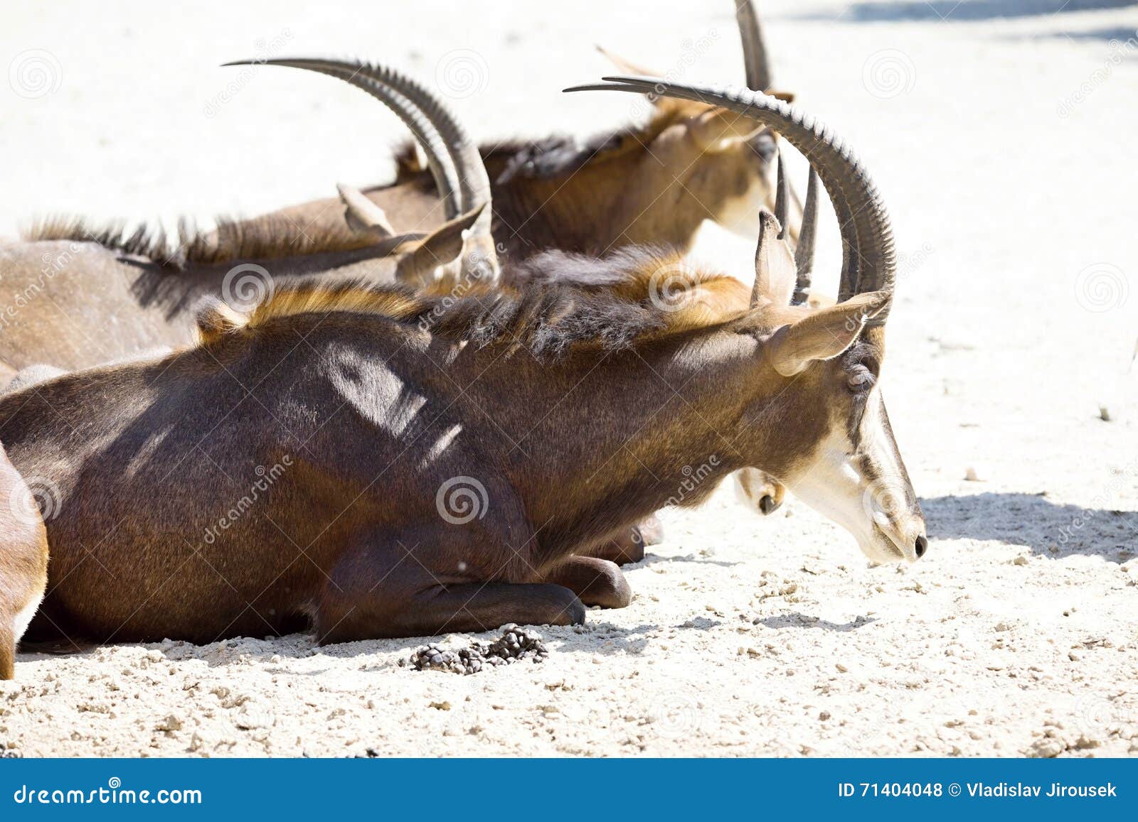 Sable Antelope, Hippotragus Niger, is Dark Brown Stock Photo - Image of ...