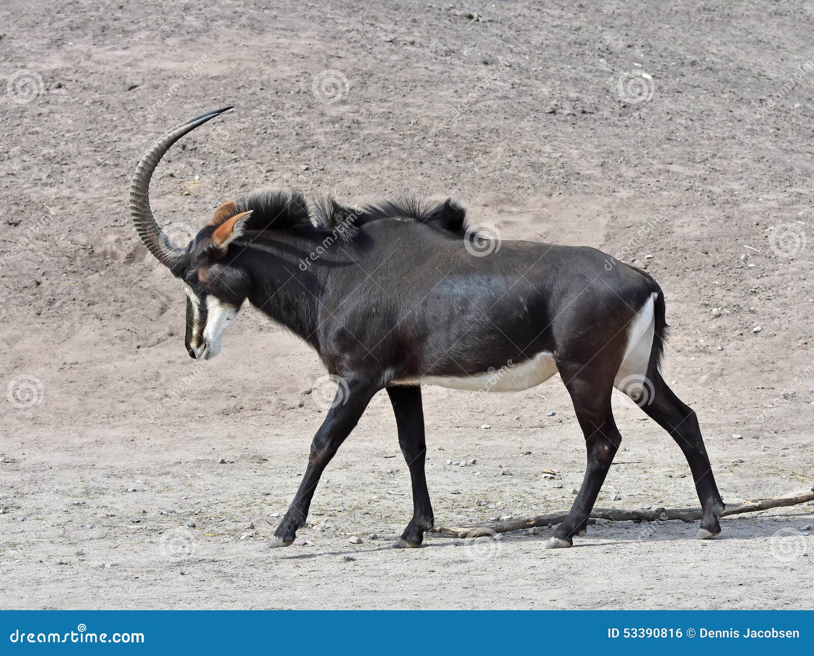 Sable Antelope (Hippotragus Niger) Stock Photo - Image of nature, fauna ...