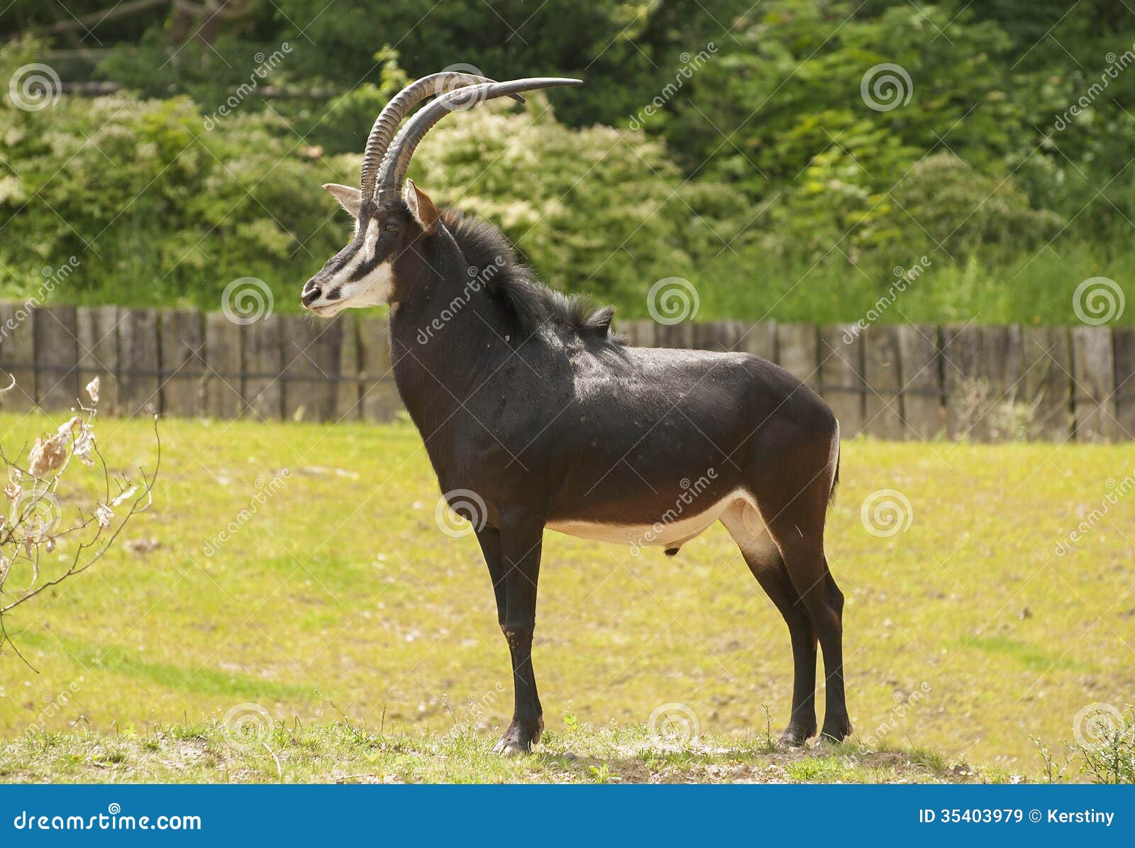 Sable antelope stock image. Image of majesty, mammal - 35403979