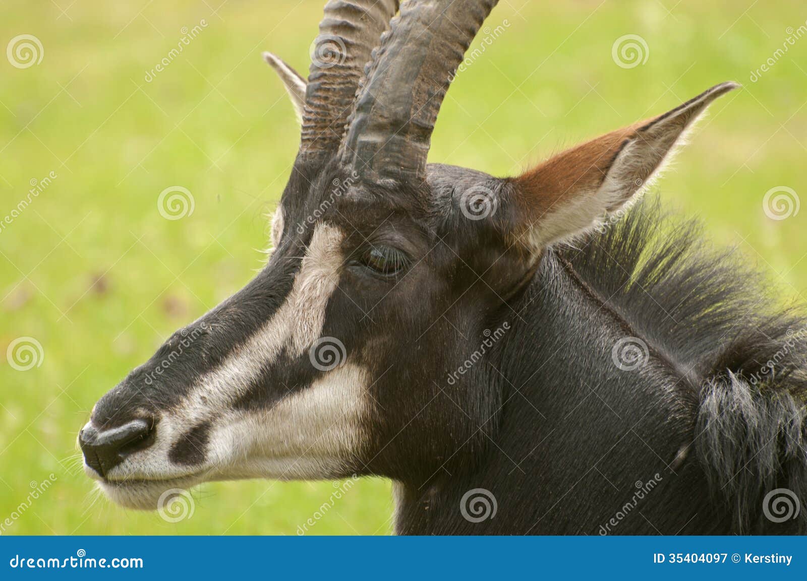 Sable antelope stock image. Image of horn, mane, mammal - 35404097