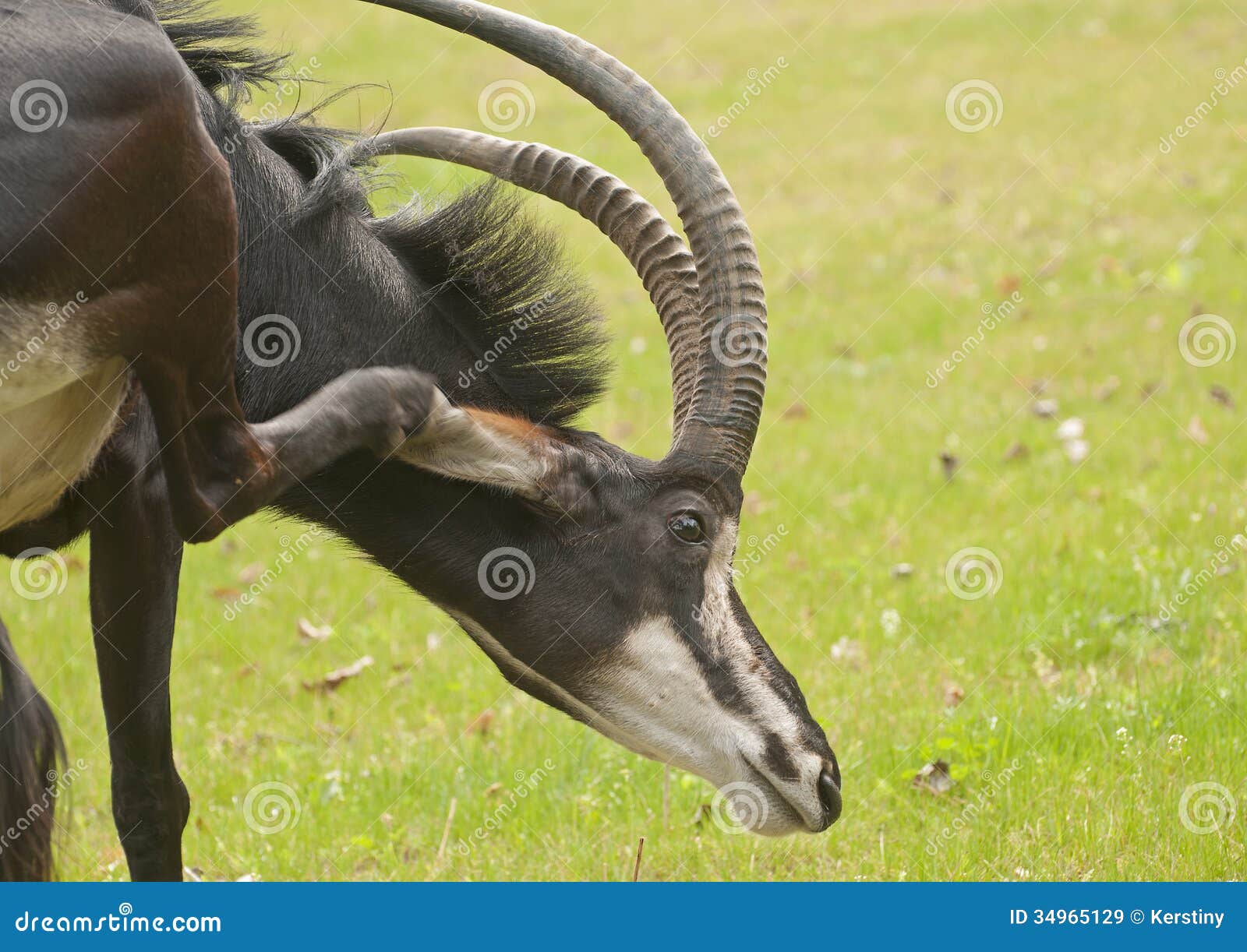 Sable antelope stock image. Image of animal, mane, africa - 34965129