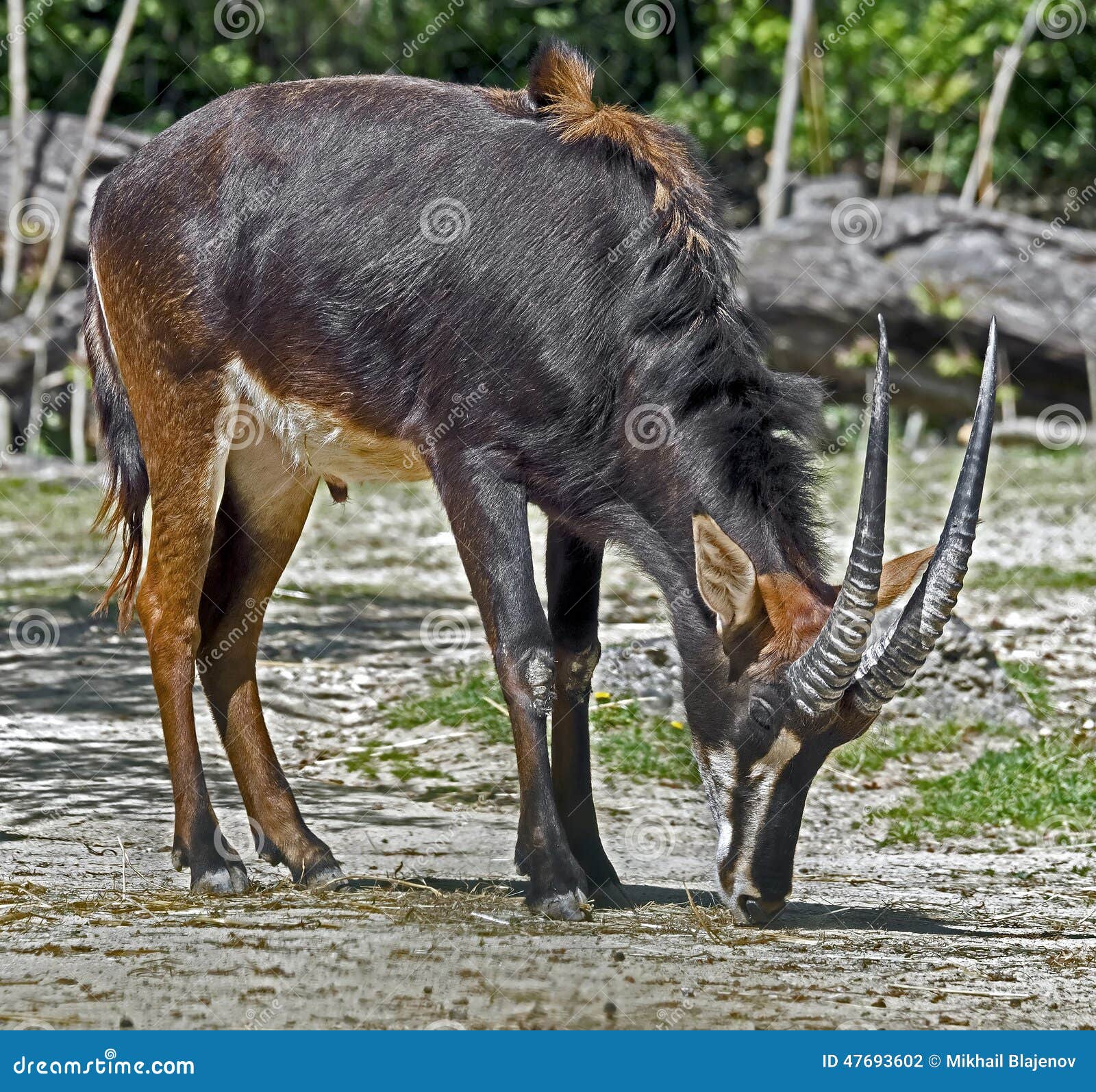 Sable antelope 6 stock photo. Image of jump, grass, africa - 47693602
