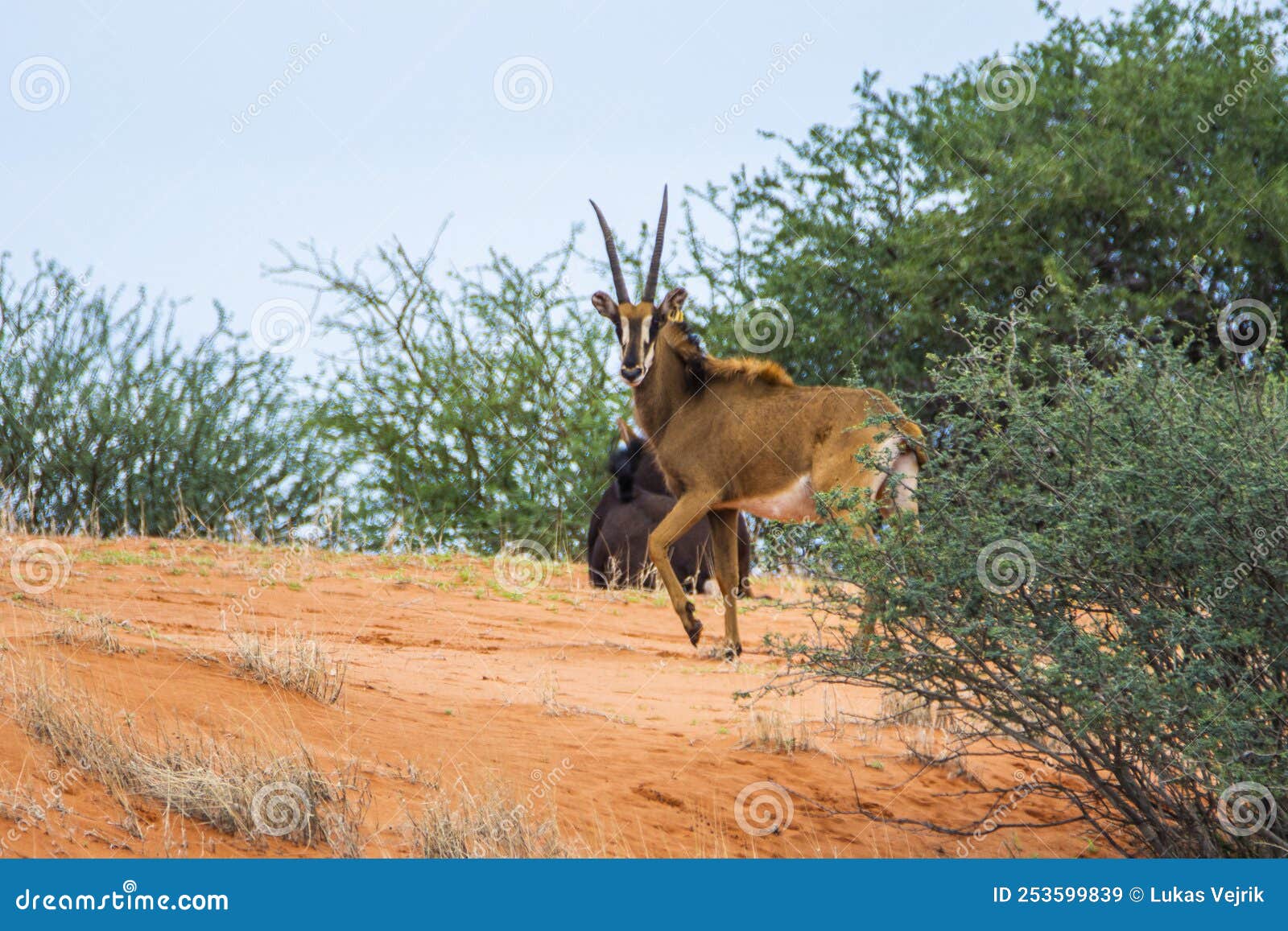 Sable Antelope on Orange Dune in Kalahari Desert, Namibia Stock Image ...