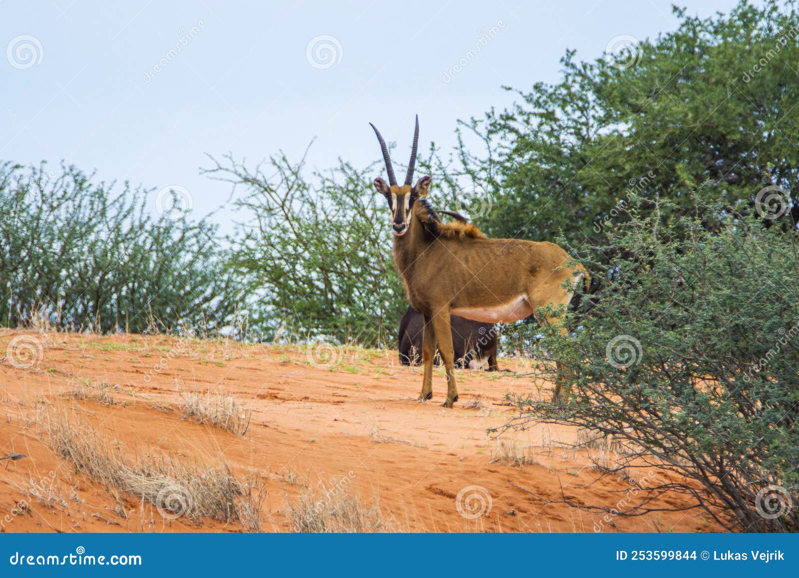 Sable Antelope on Orange Dune in Kalahari Desert, Namibia Stock Photo ...