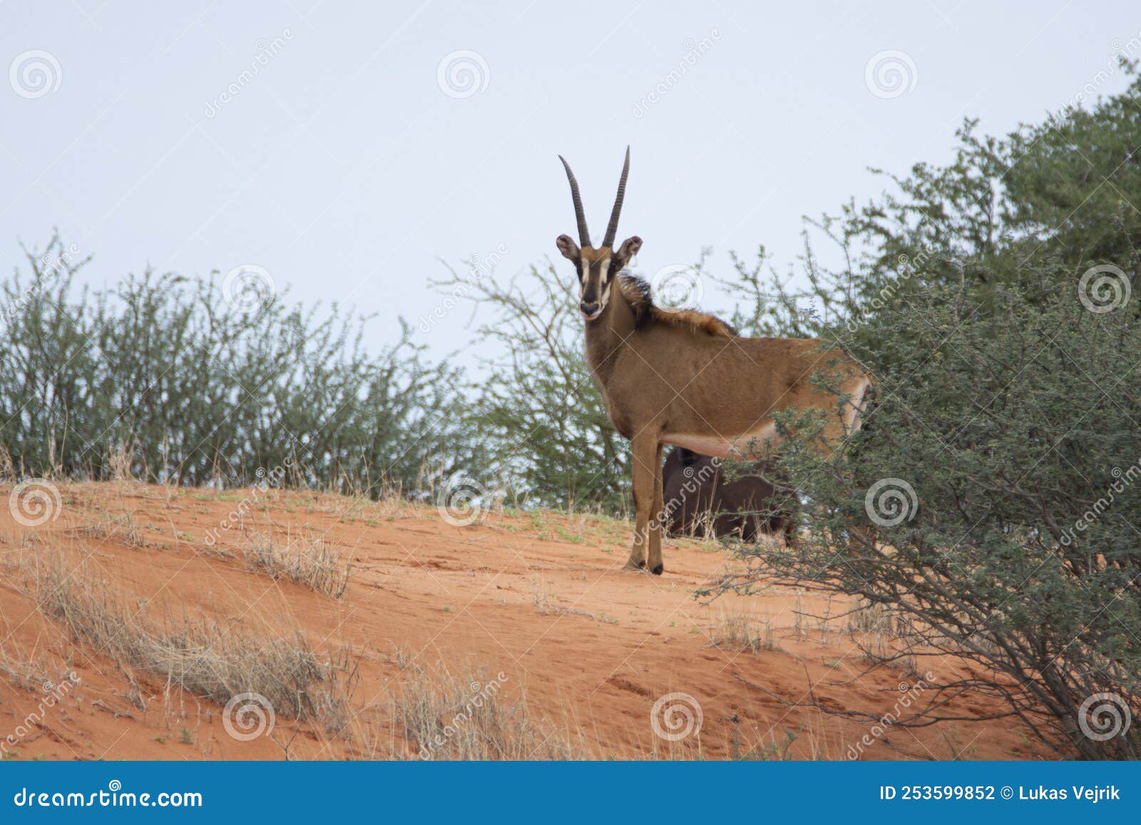 Sable Antelope on Orange Dune in Kalahari Desert, Namibia Stock Photo ...