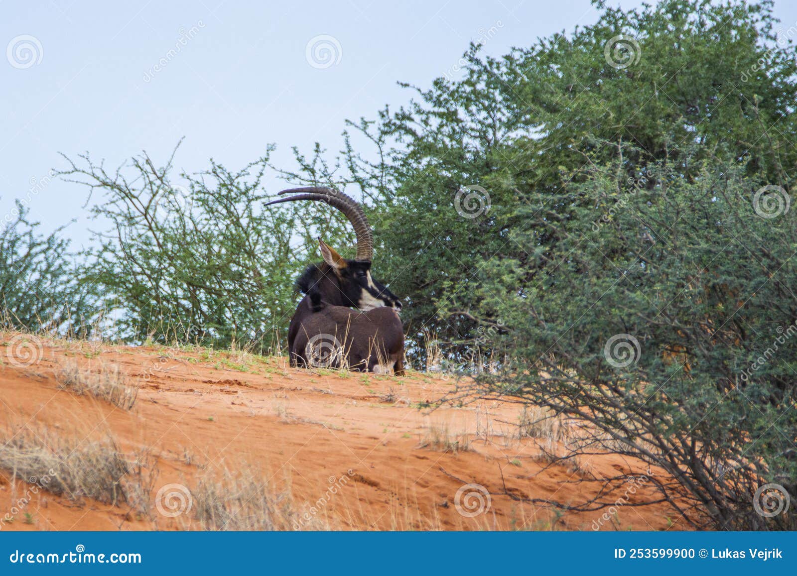 Sable Antelope on Orange Dune in Kalahari Desert, Namibia Stock Photo ...