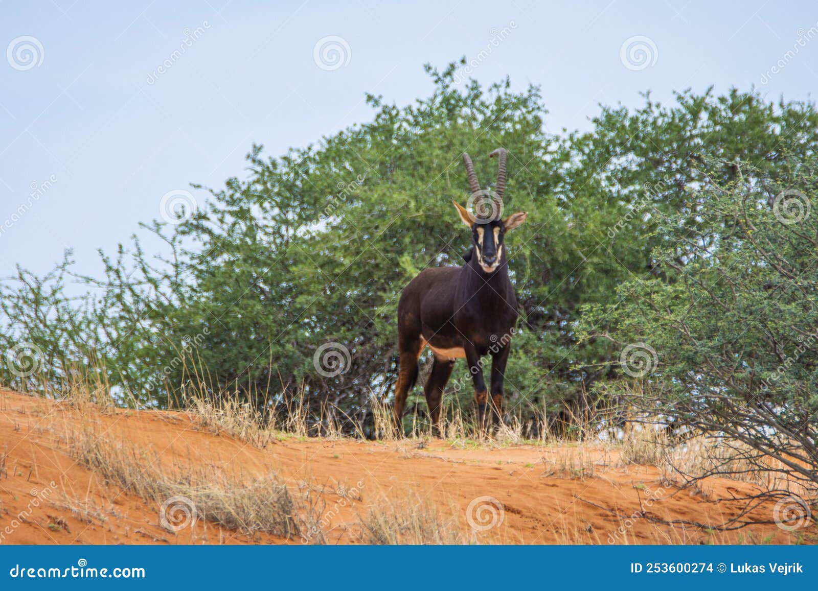 Sable Antelope on Orange Dune in Kalahari Desert, Namibia Stock Photo ...