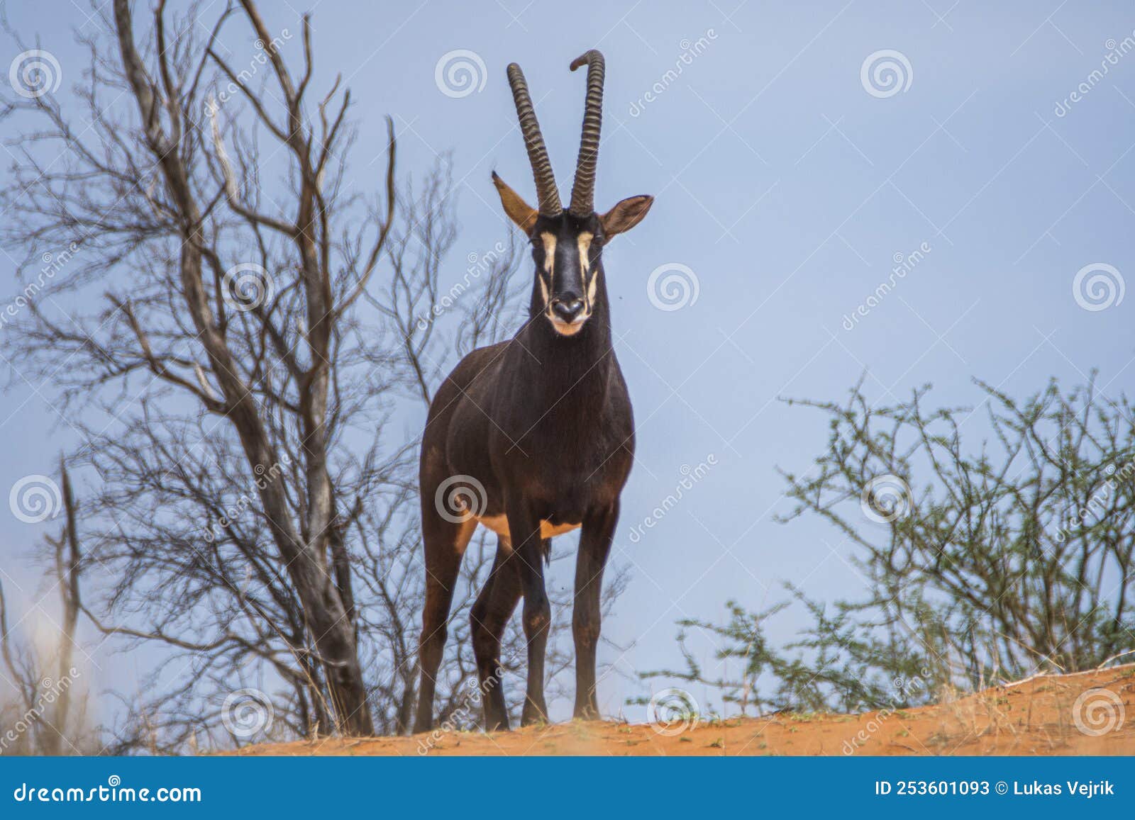 Sable Antelope on Orange Dune in Kalahari Desert, Namibia Stock Image ...