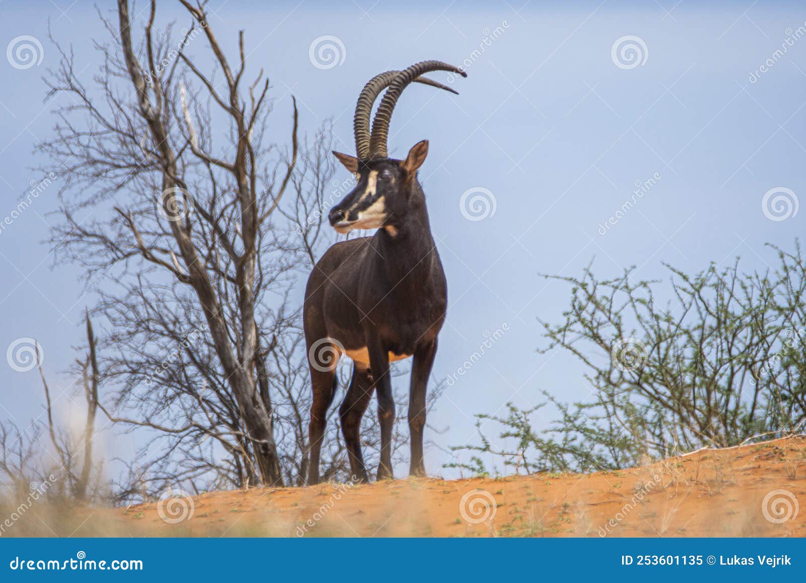 Sable Antelope on Orange Dune in Kalahari Desert, Namibia Stock Image ...