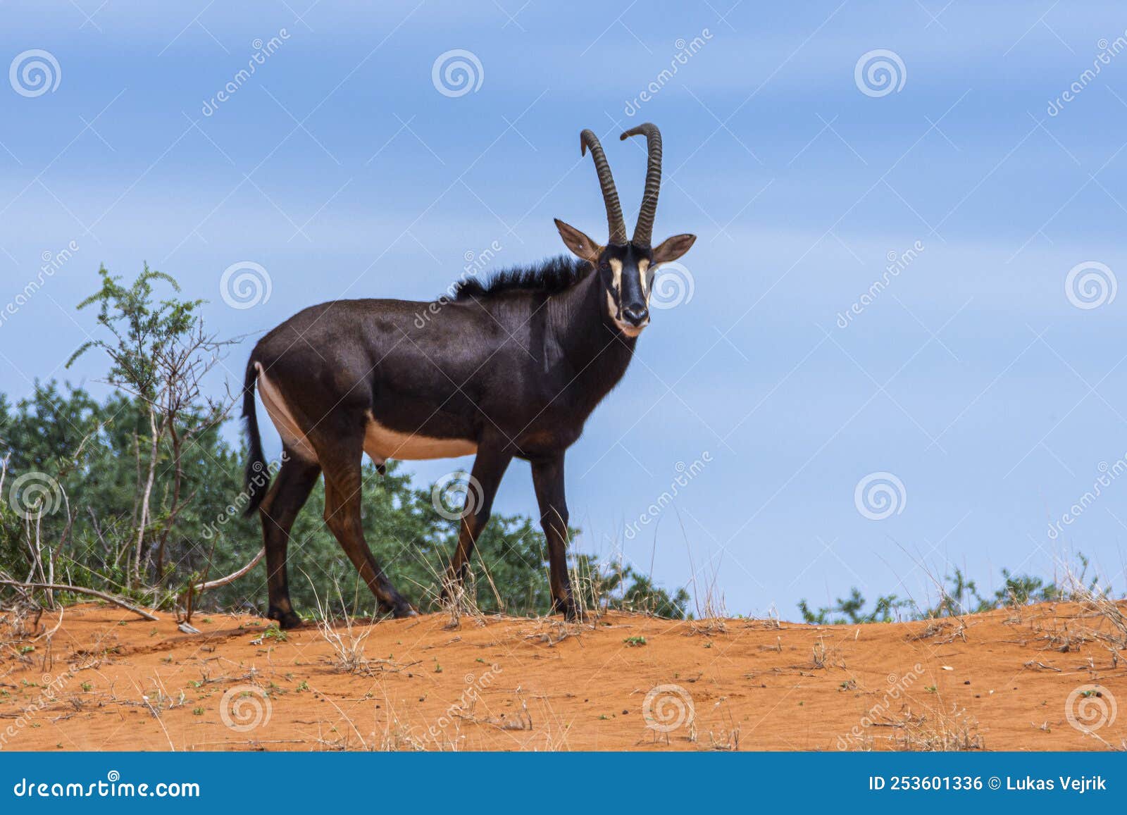 Sable Antelope on Orange Dune in Kalahari Desert, Namibia Stock Photo ...