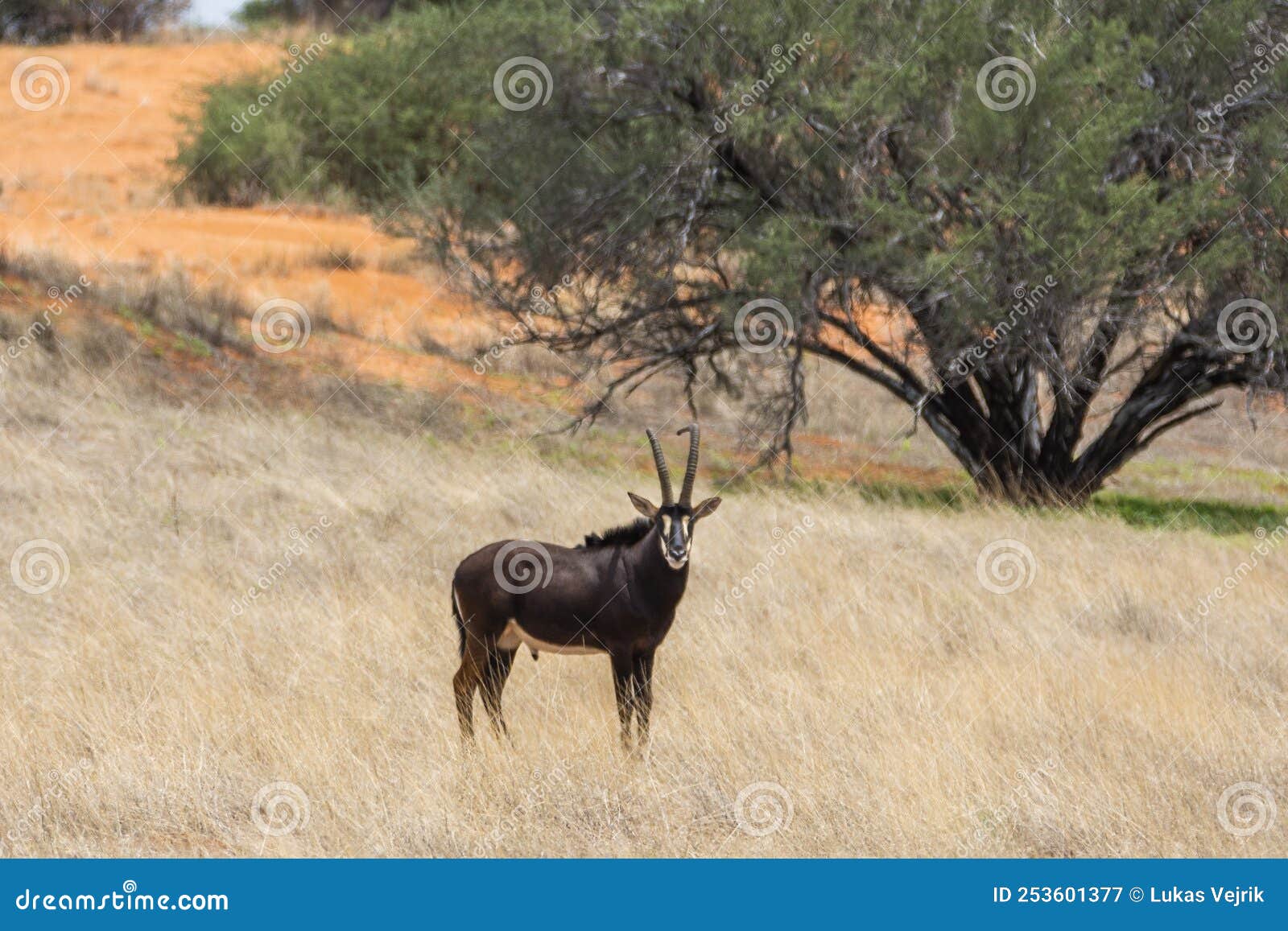Sable Antelope on Orange Dune in Kalahari Desert, Namibia Stock Image ...