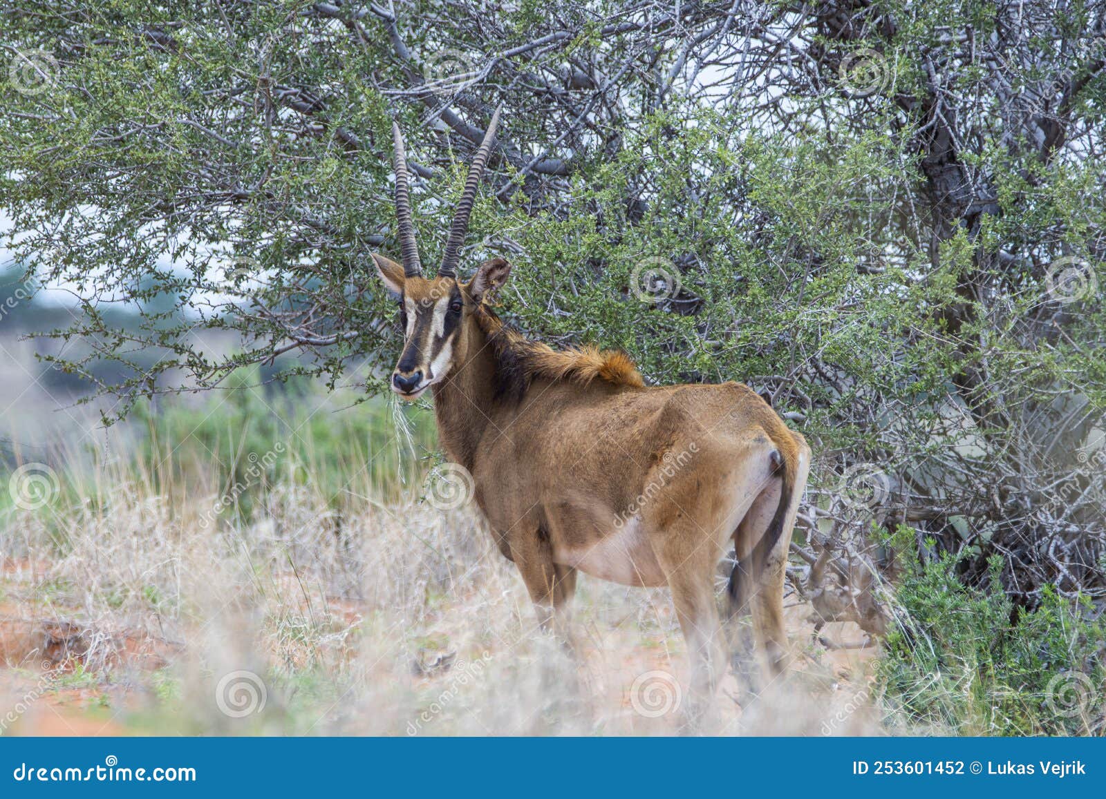 Sable Antelope on Orange Dune in Kalahari Desert, Namibia Stock Photo ...