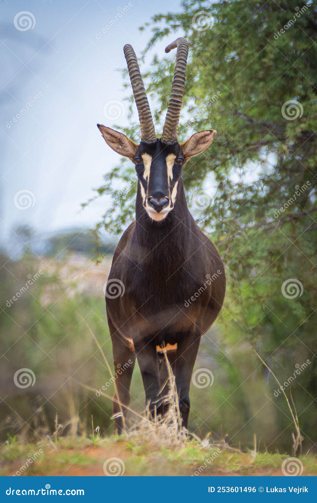 Sable Antelope on Orange Dune in Kalahari Desert, Namibia Stock Photo ...