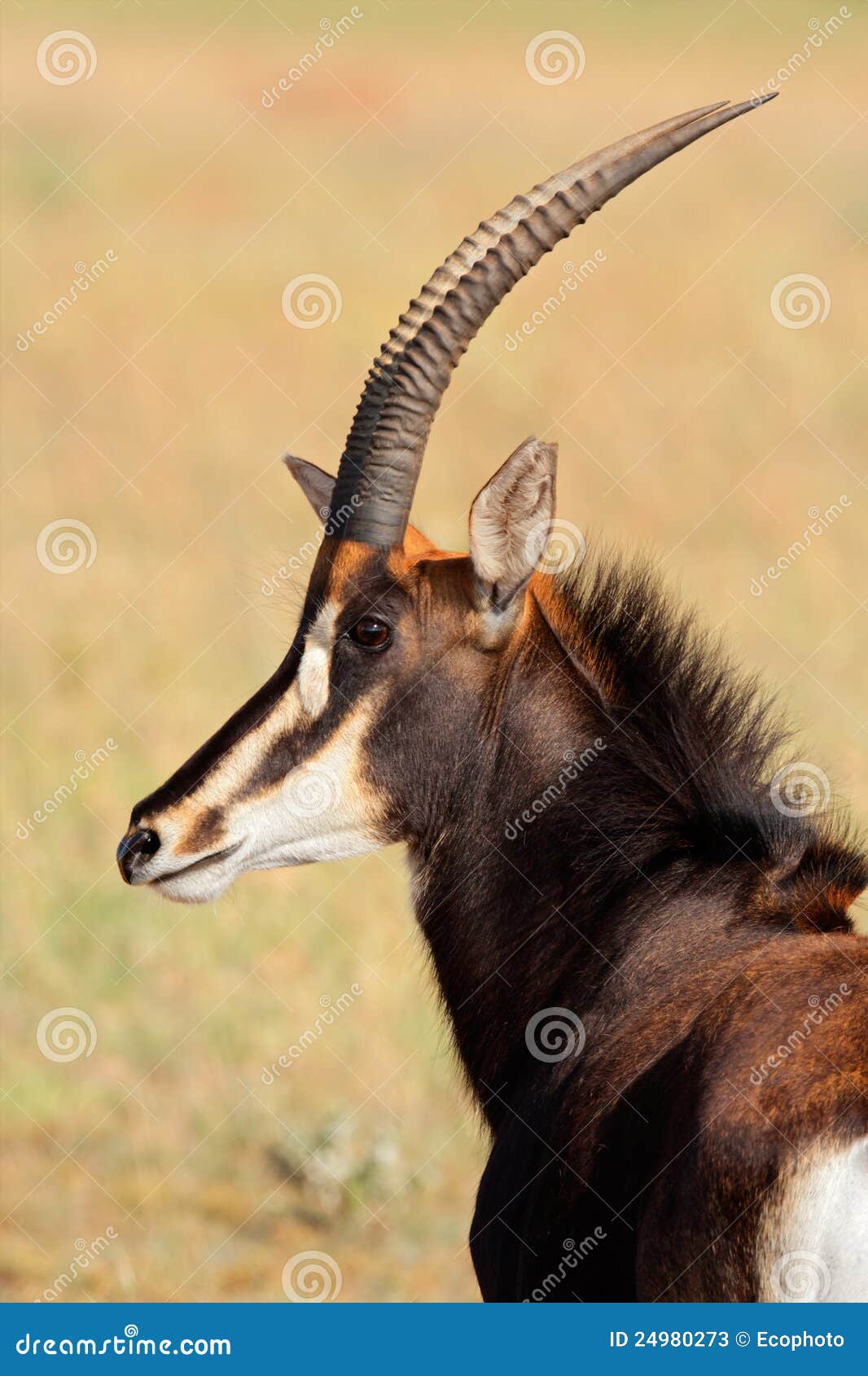 Sable antelope portrait stock image. Image of niger, alert - 24980273