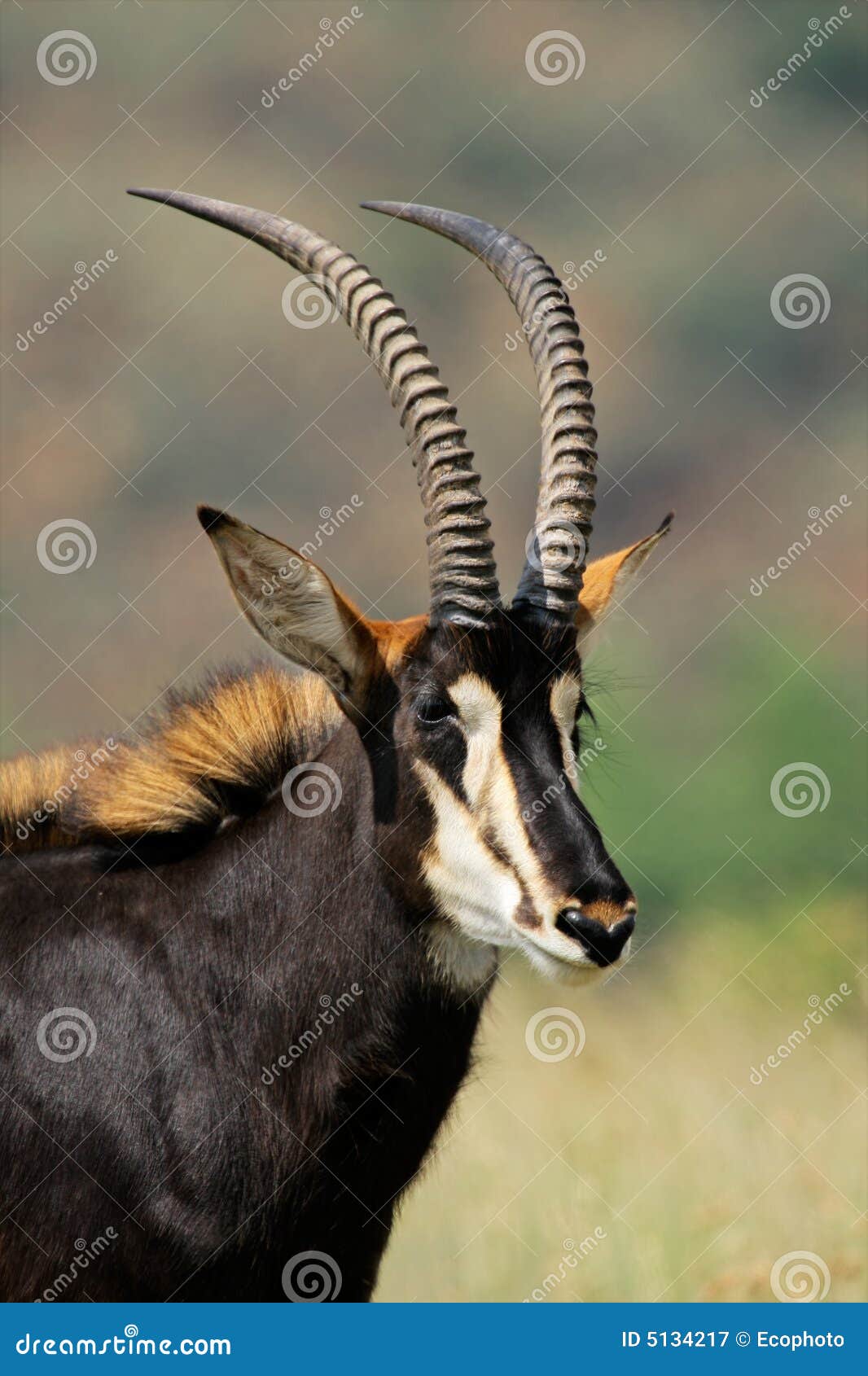 Sable antelope portrait stock image. Image of mammal, endangered - 5134217