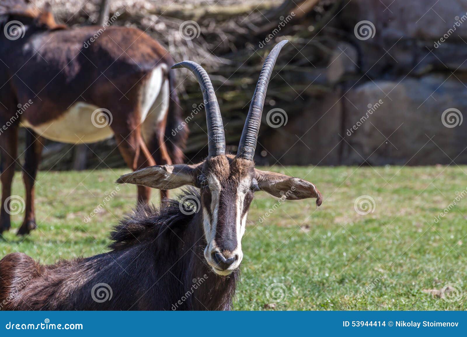 Sable Antelope stock photo. Image of mammal, safari, face - 53944414