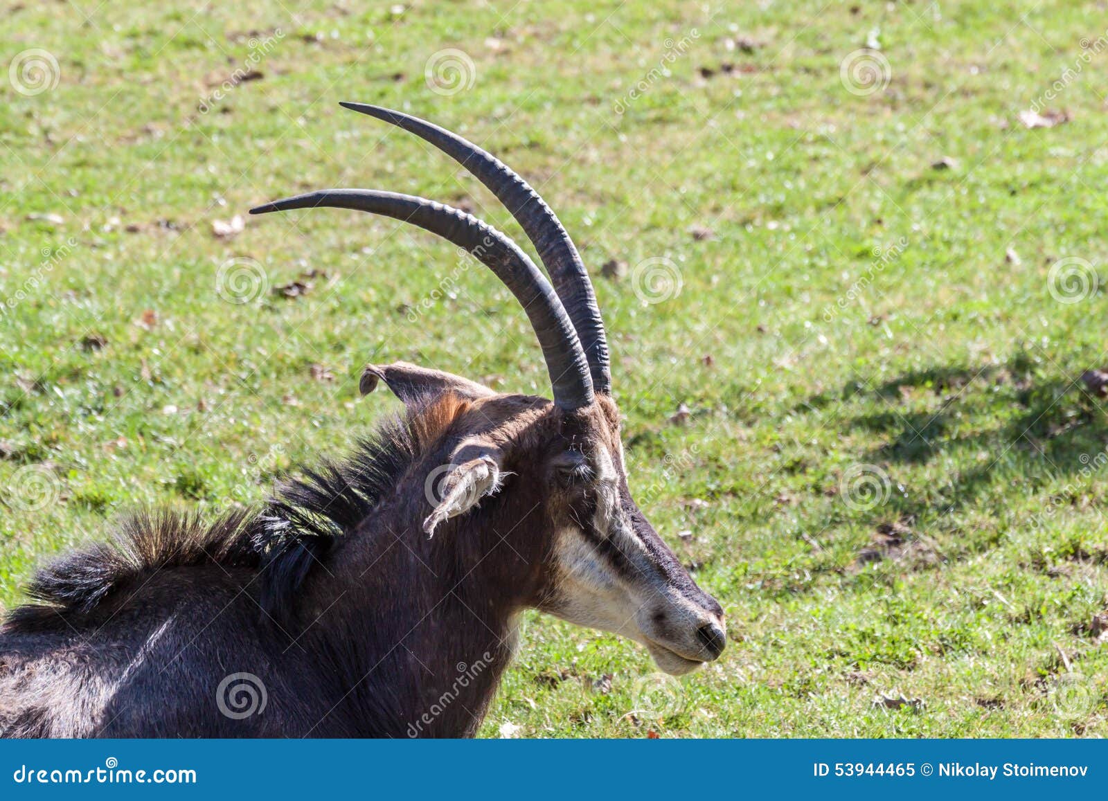 Sable Antelope stock image. Image of safari, ecology - 53944465