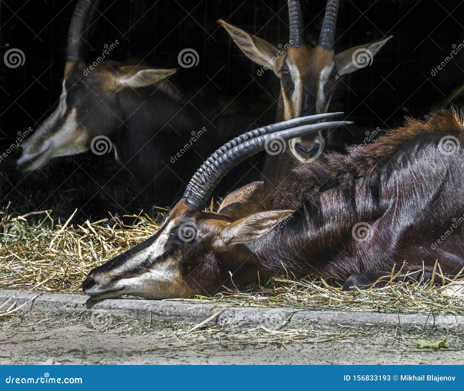Sable antelope 9 stock image. Image of view, antelope - 156833193