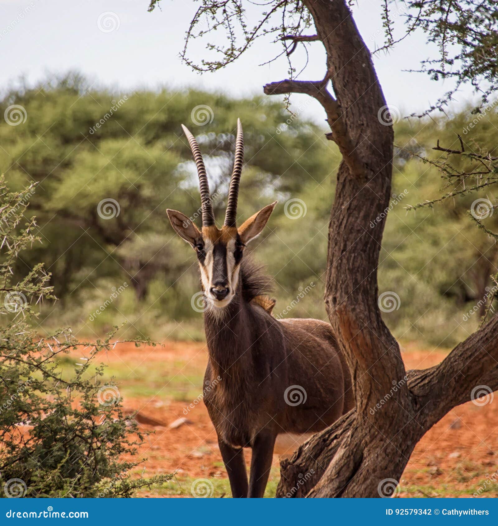 Sable Antelope stock photo. Image of bush, grassland - 92579342