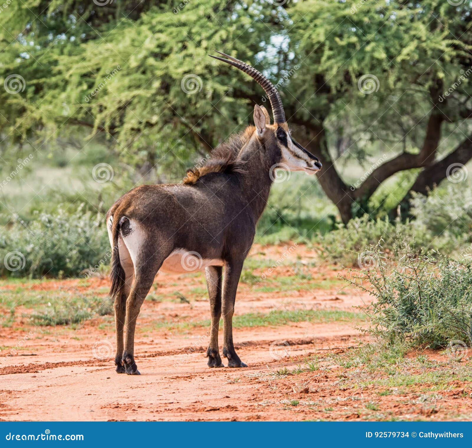 Sable Antelope stock photo. Image of savanna, brown, animals - 92579734