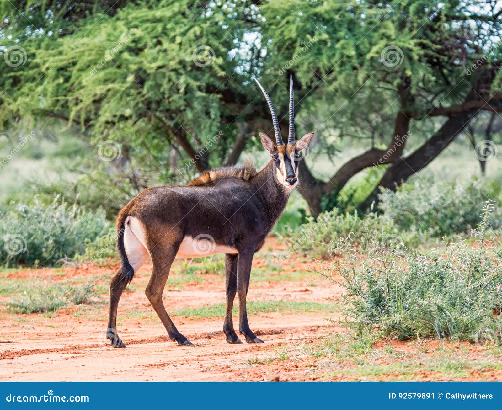 Sable Antelope stock image. Image of hippotragus, nature - 92579891