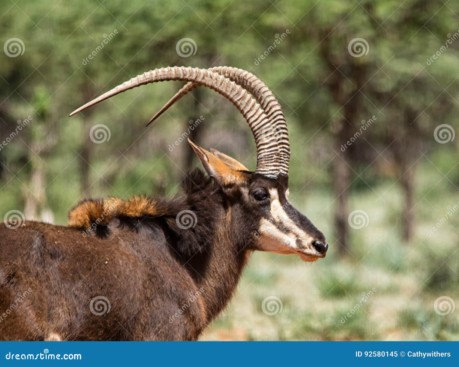Sable Antelope stock image. Image of closeup, close, gazelle - 92580145