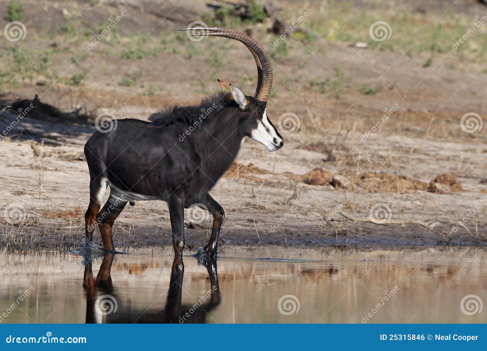 Sable Antelope Standing in Water Stock Photo - Image of niger, africa ...