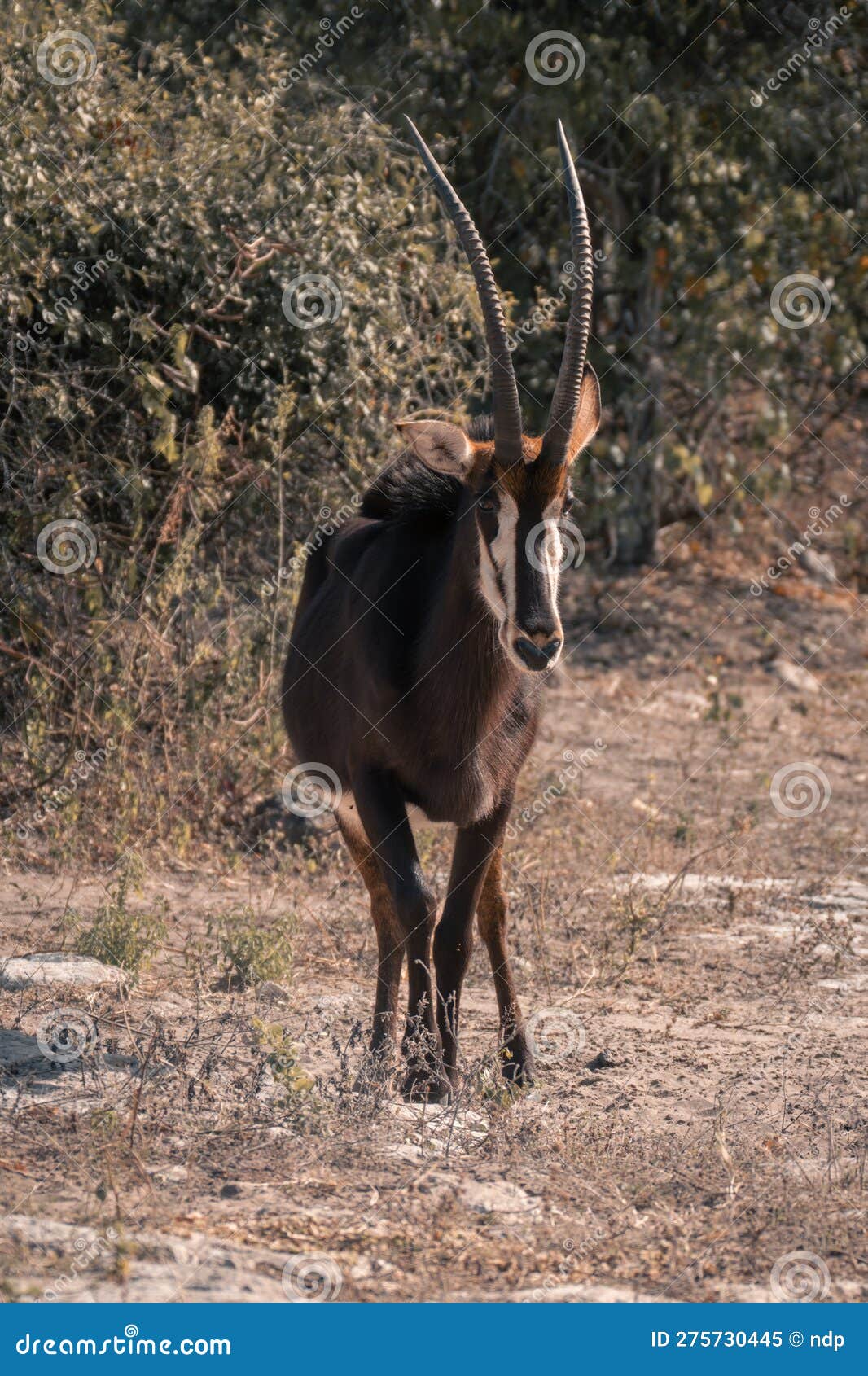 Sable Antelope Stands by Bushes Facing Camera Stock Image - Image of ...