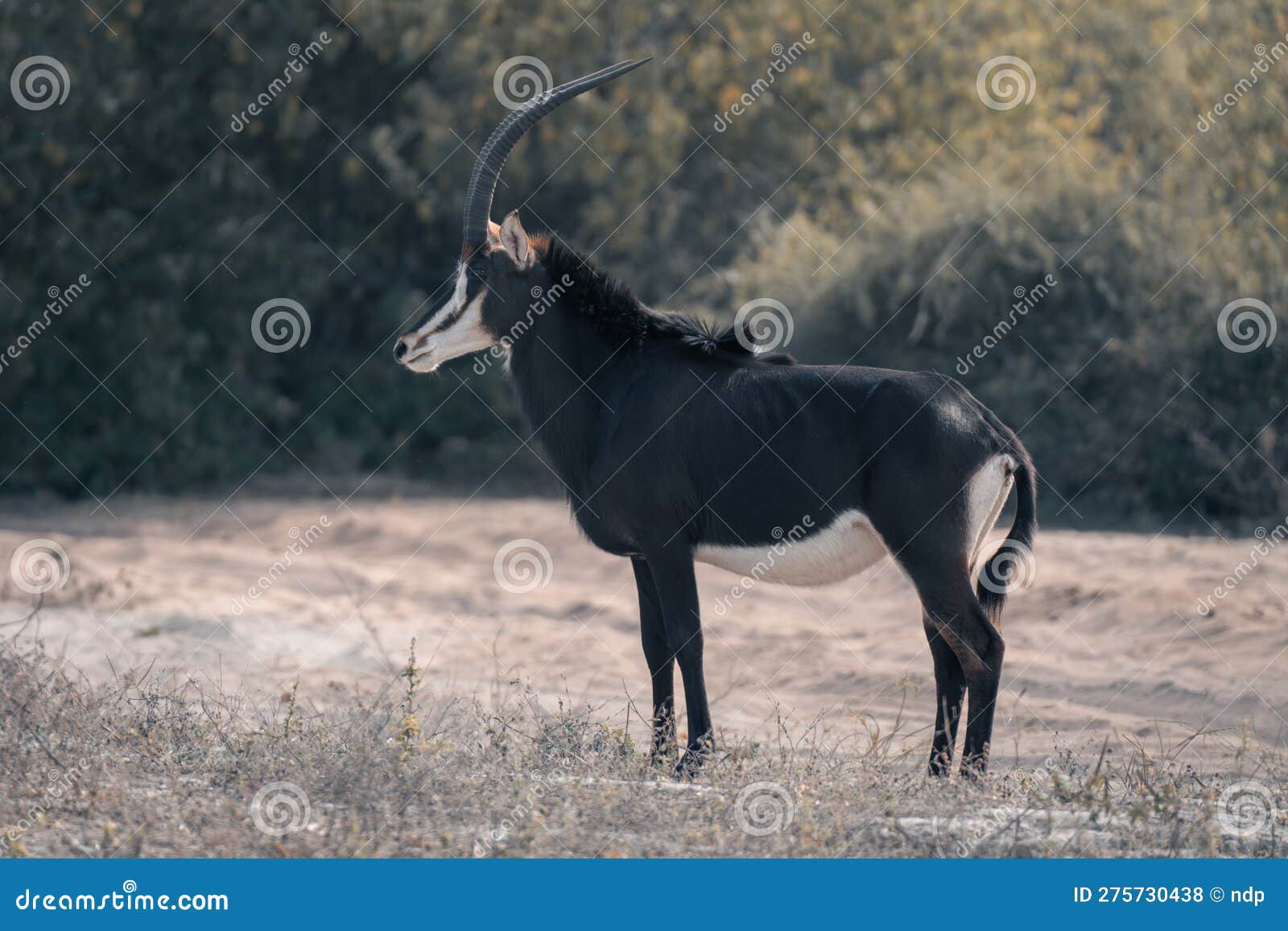 Sable Antelope Stands by Track in Profile Stock Photo - Image of ...