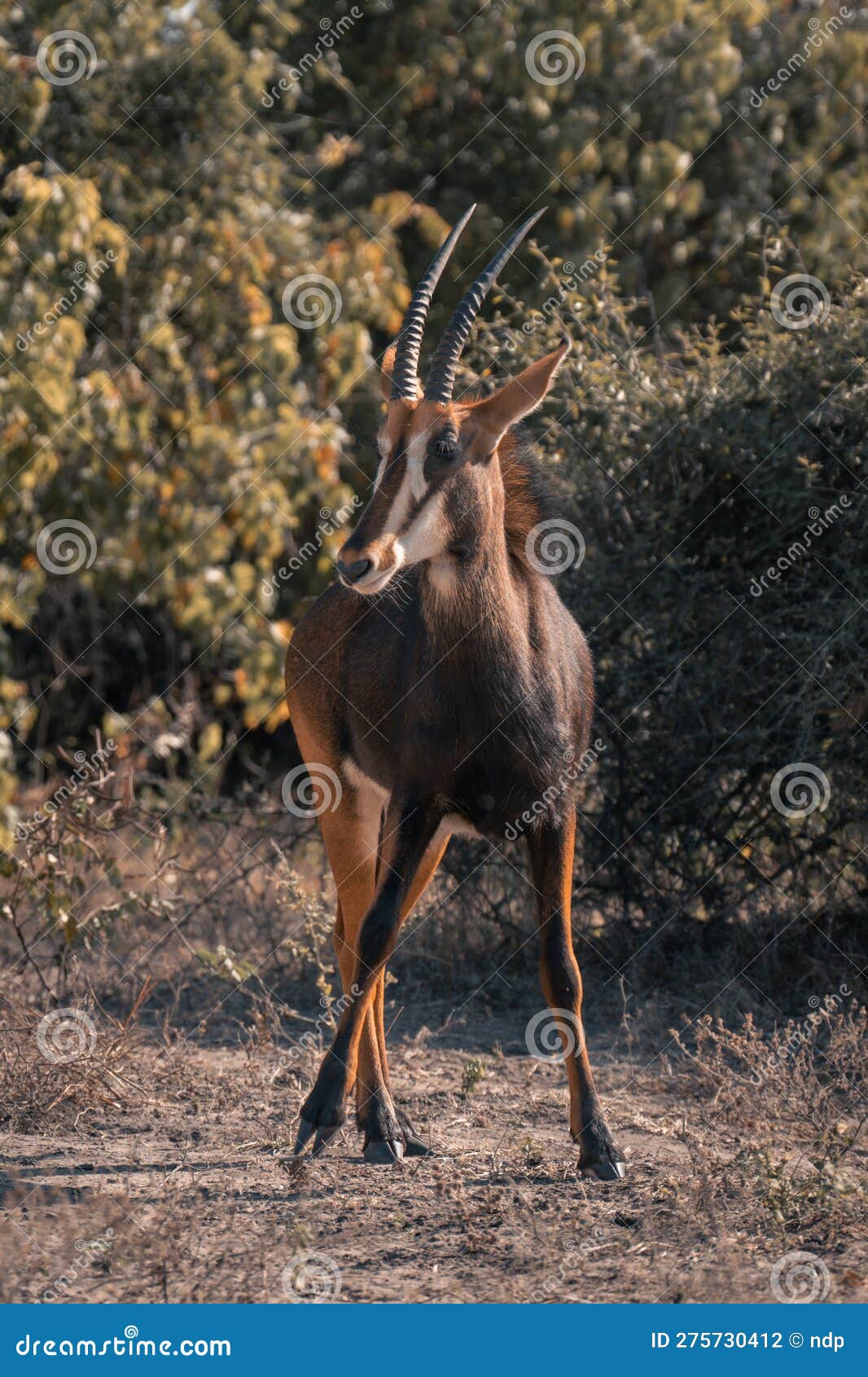 Sable Antelope Stands Watching Camera Lifting Foot Stock Photo - Image ...
