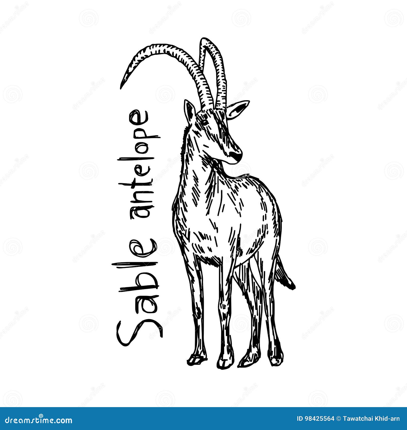 Sable Antelope - Vector Illustration Sketch Hand Drawn With Black Lines ...