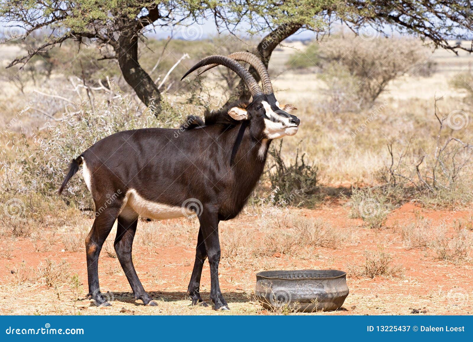 Sable Antelope