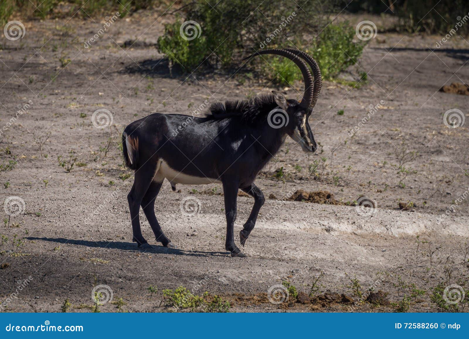 Sable Antelope Walking Across Bare Earth Slope Stock Photo - Image of ...