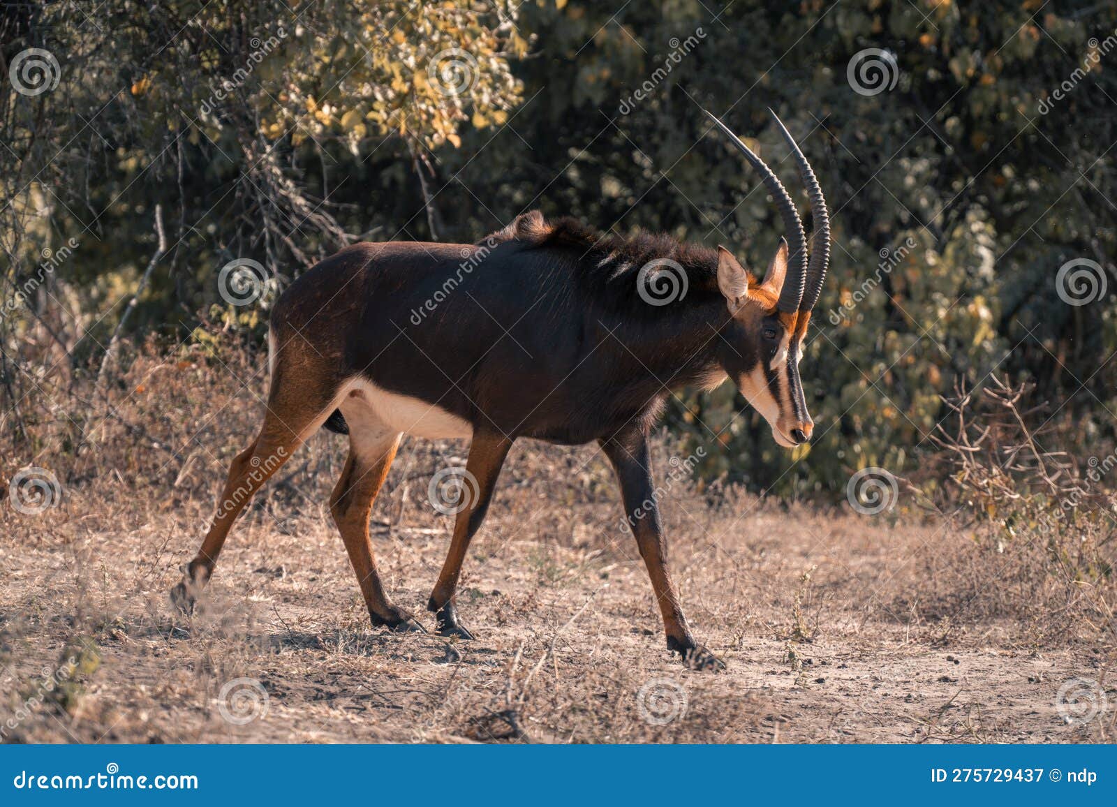 Sable Antelope Walks Across Clearing Lowering Head Stock Image - Image ...