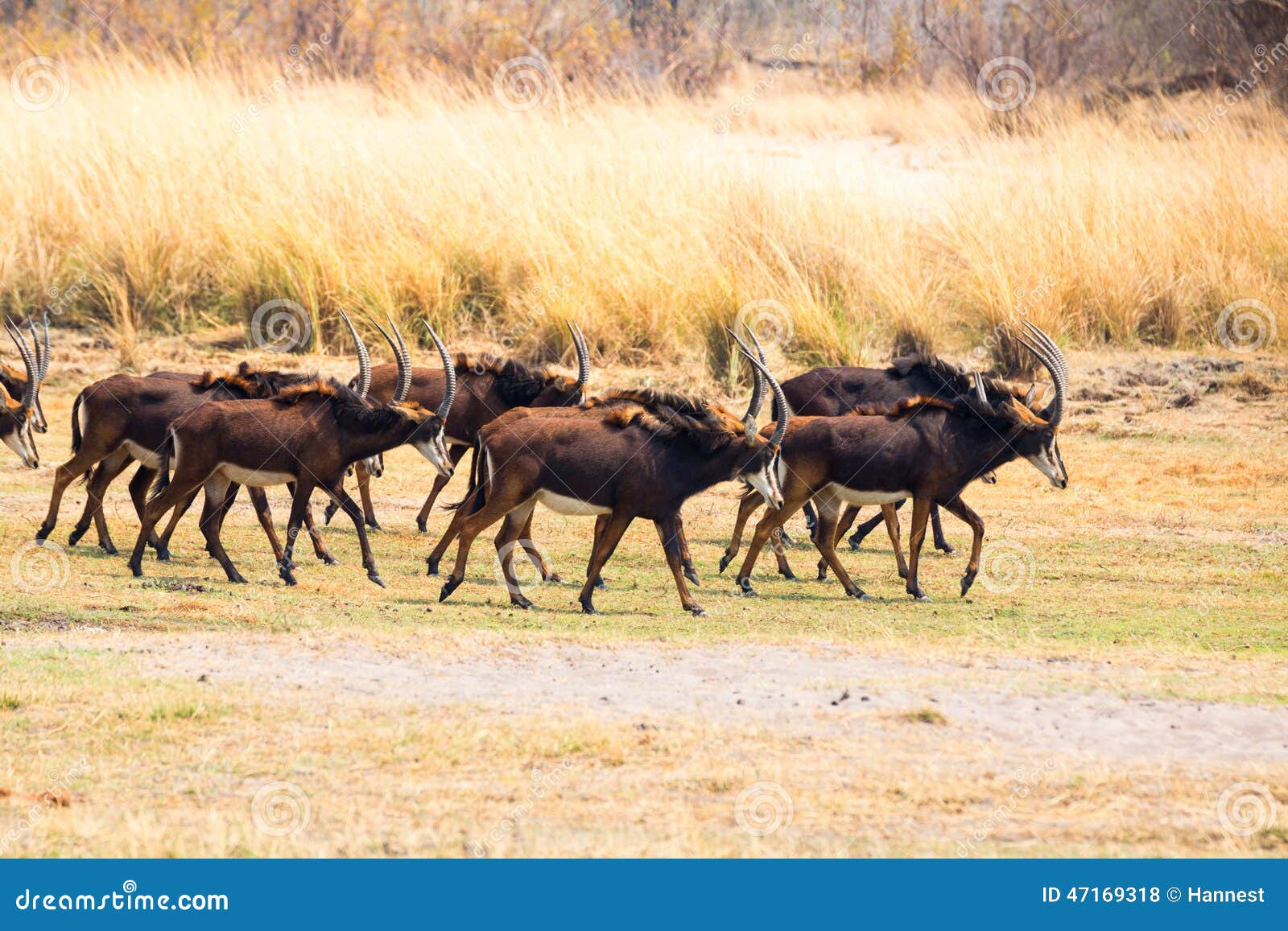 Sable Antelopes in Mahango GR Stock Photo - Image of head, nature: 47169318