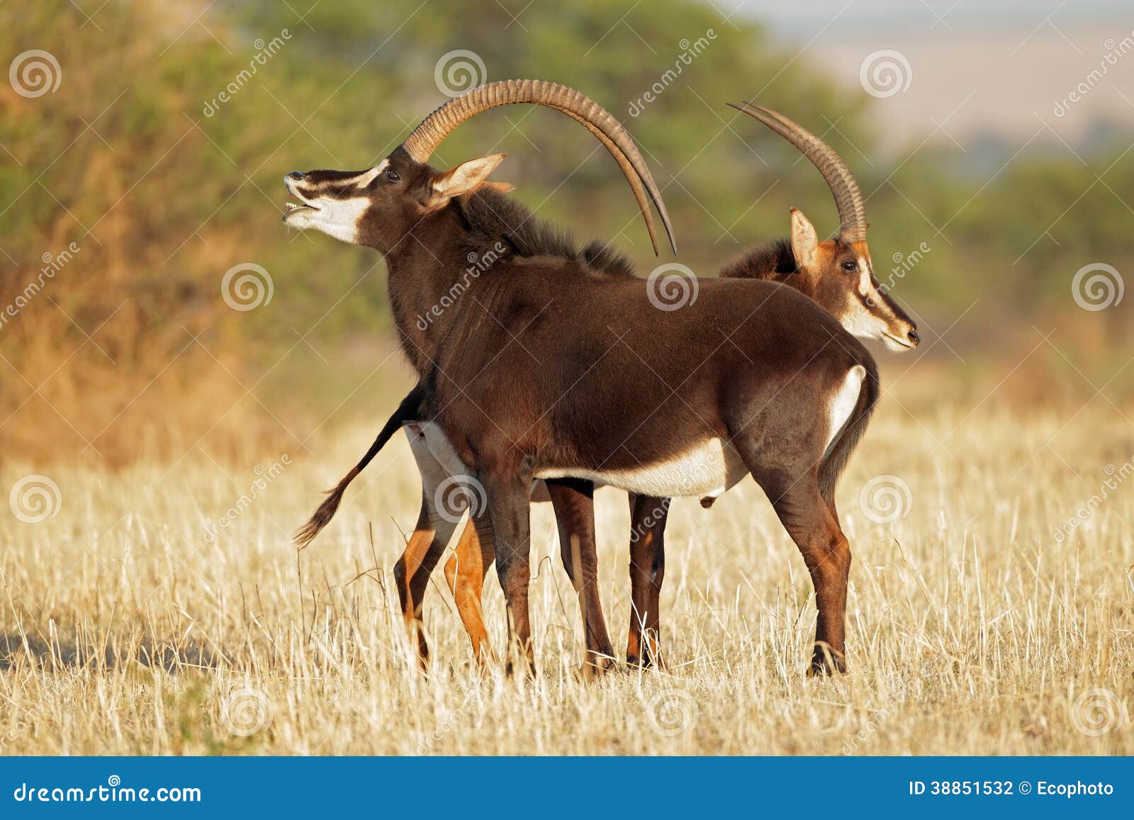 Sable antelopes stock photo. Image of magnificent, niger - 38851532