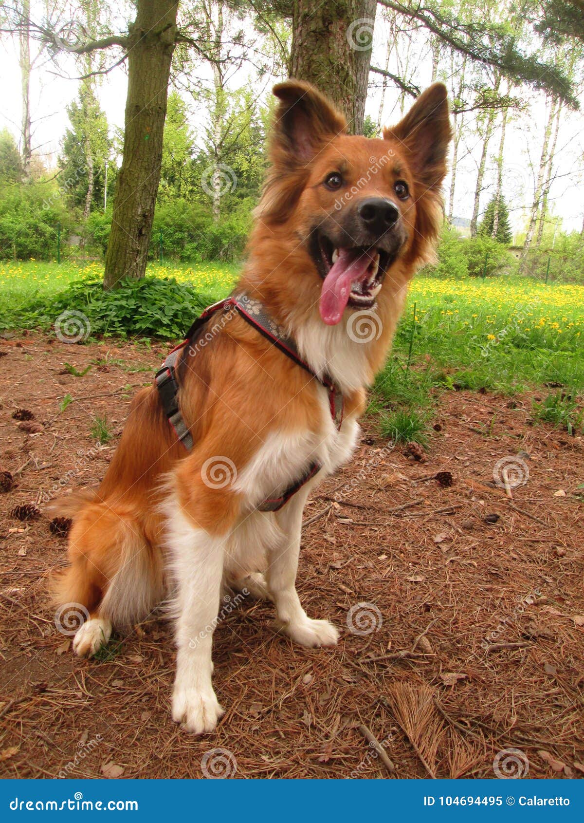 Sable border collie stock image. Image of smiling, collie - 104694495