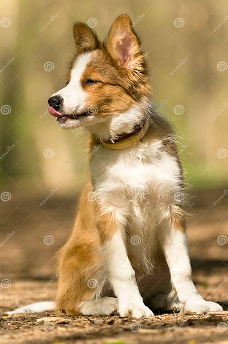 Sable border collie puppy stock image. Image of purebred - 19491807