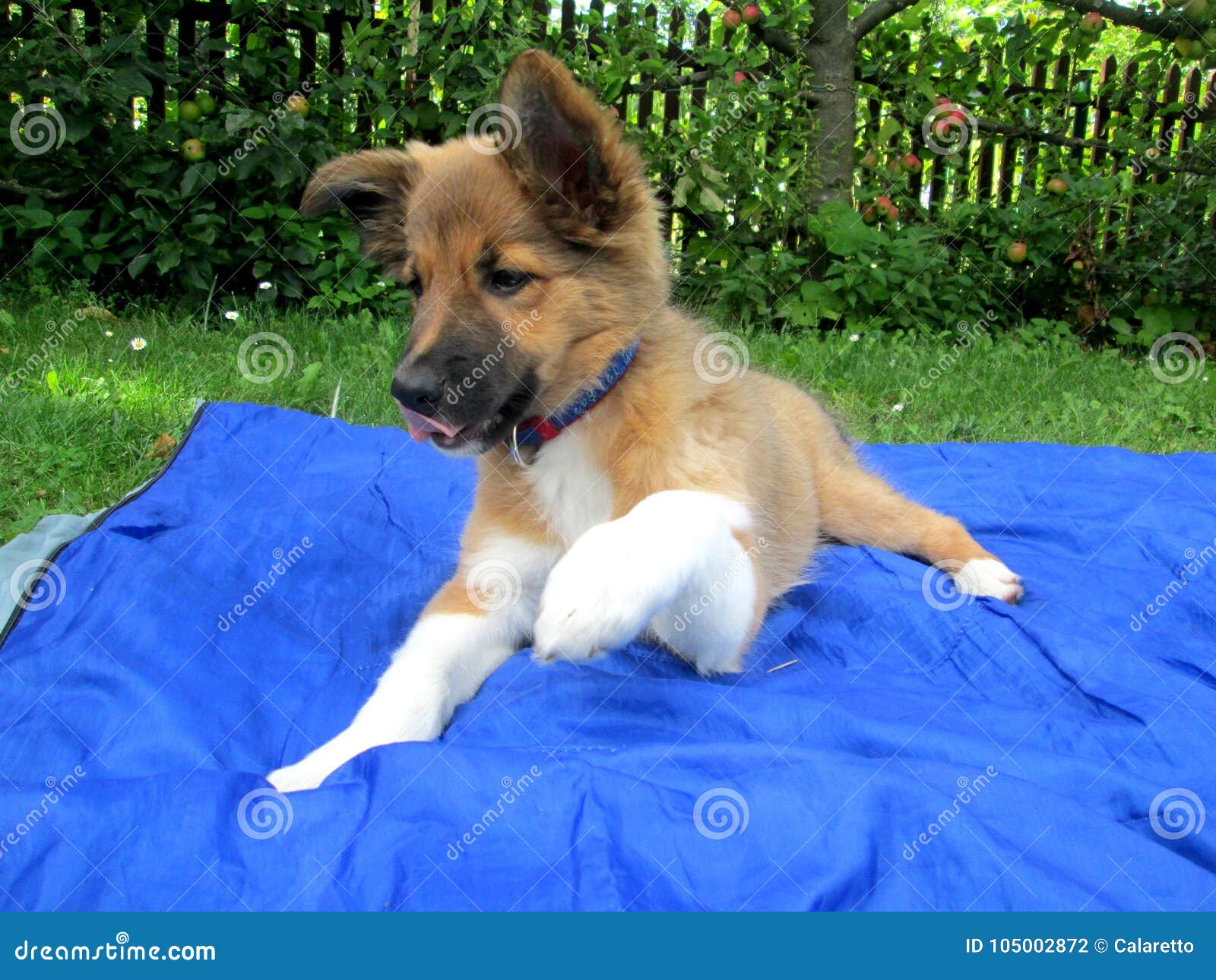 Sable border collie puppy stock photo. Image of waving - 105002872