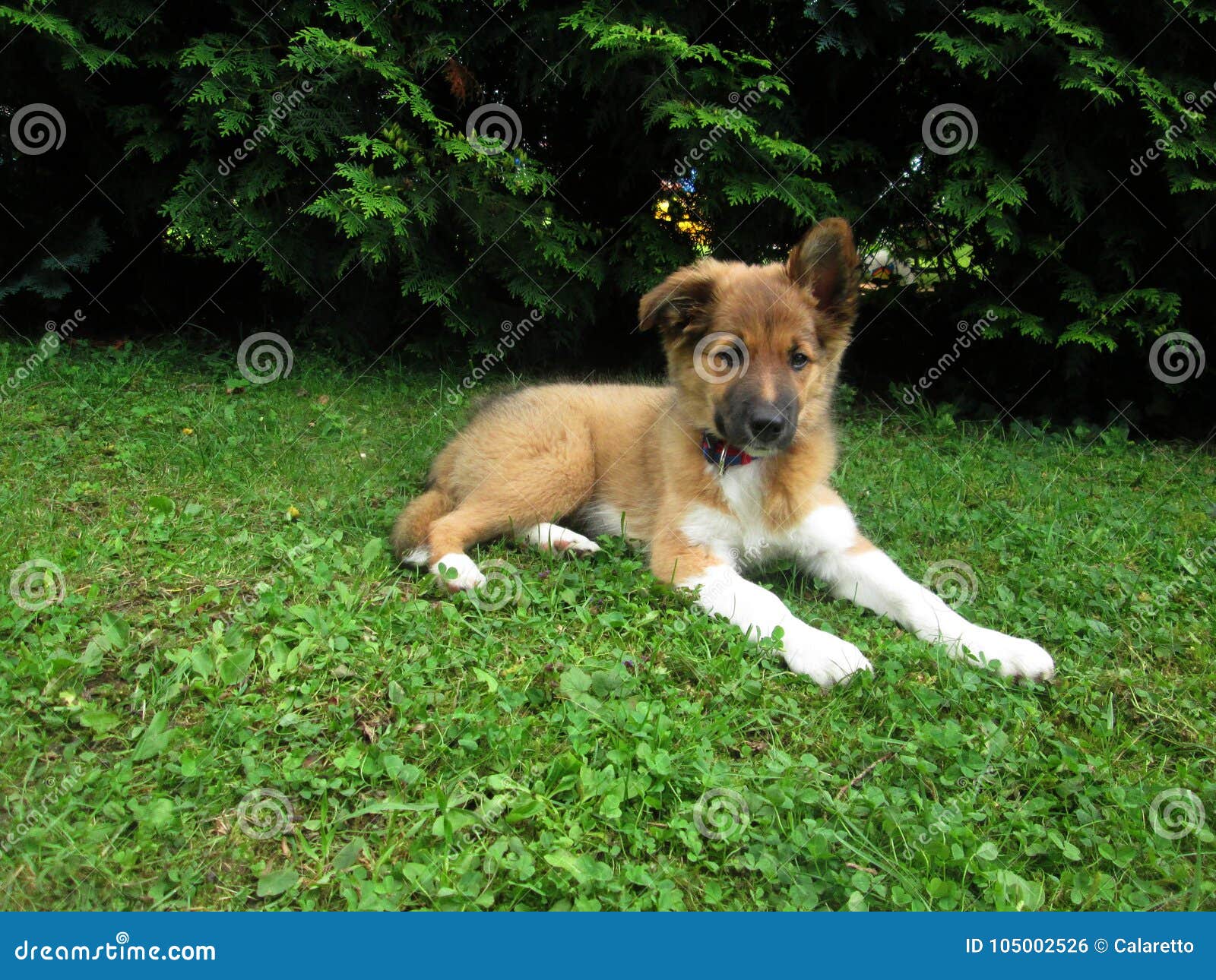 Sable border collie puppy stock photo. Image of adorable - 105002526