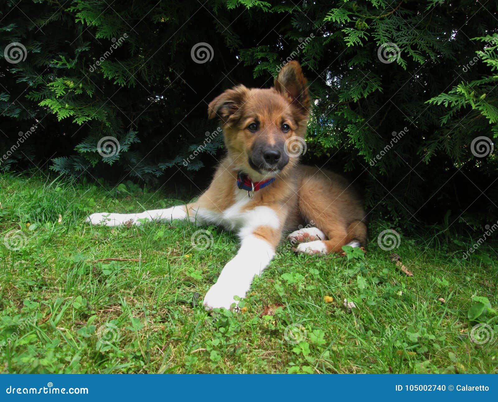 Sable border collie puppy stock photo. Image of female - 105002740