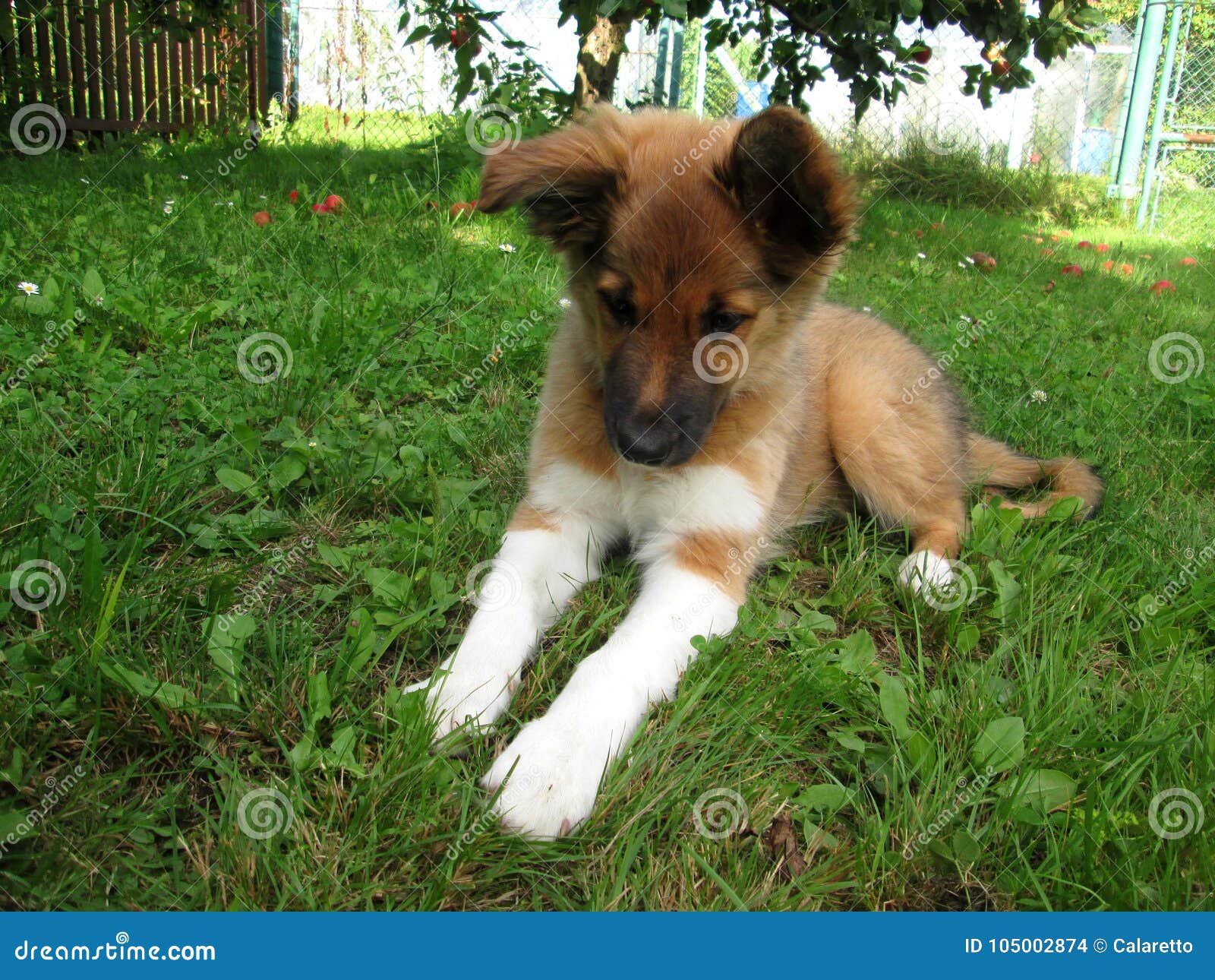 Sable border collie puppy stock photo. Image of cute - 105002874