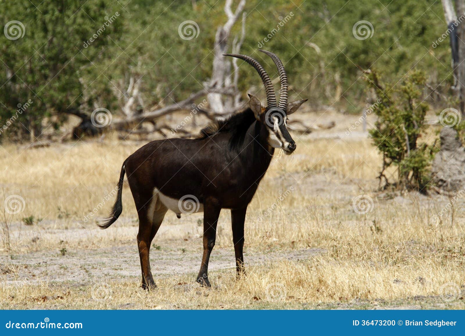 Sable Bull Antelope stock photo. Image of black, african - 36473200