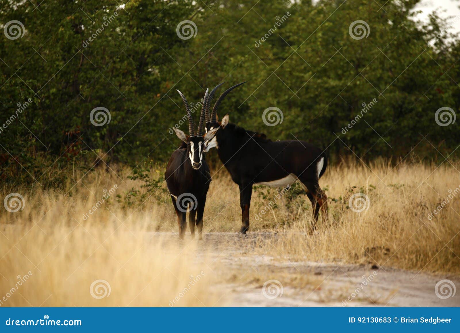 Sable Bull Antelope stock image. Image of horns, chordata - 92130683