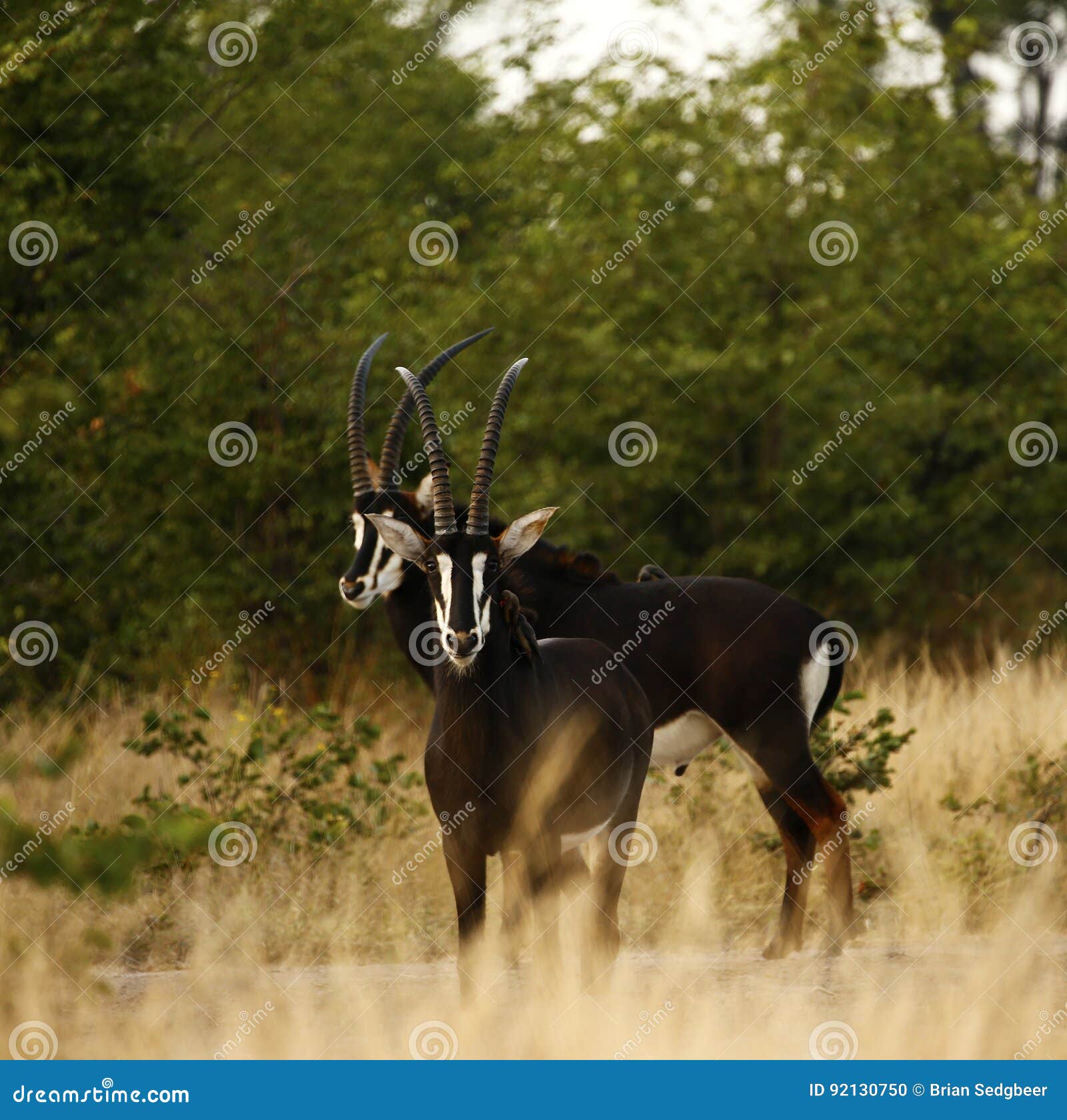 Sable Bull Antelope stock photo. Image of botswana, brsimages - 92130750