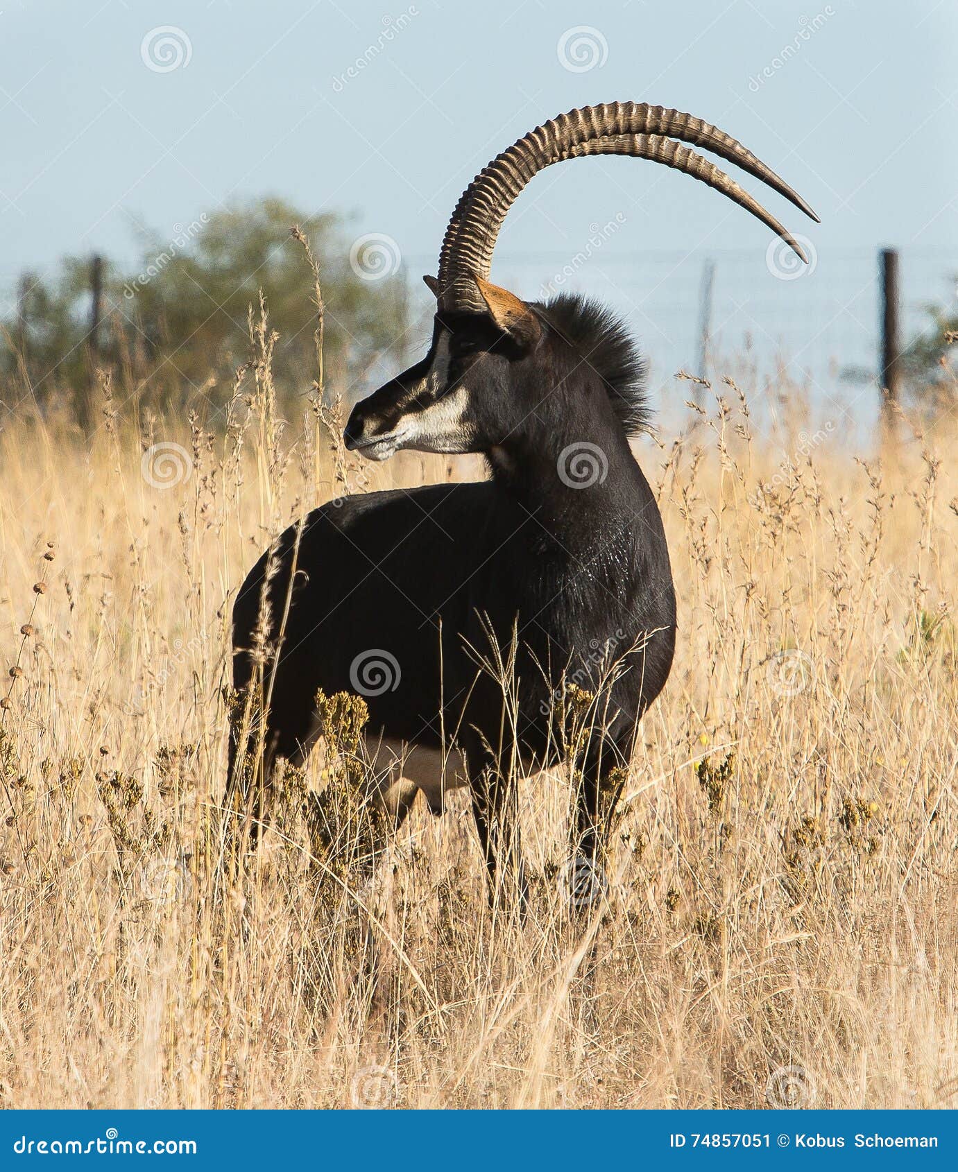Sable Bull stock image. Image of sable, park, animal - 74857051