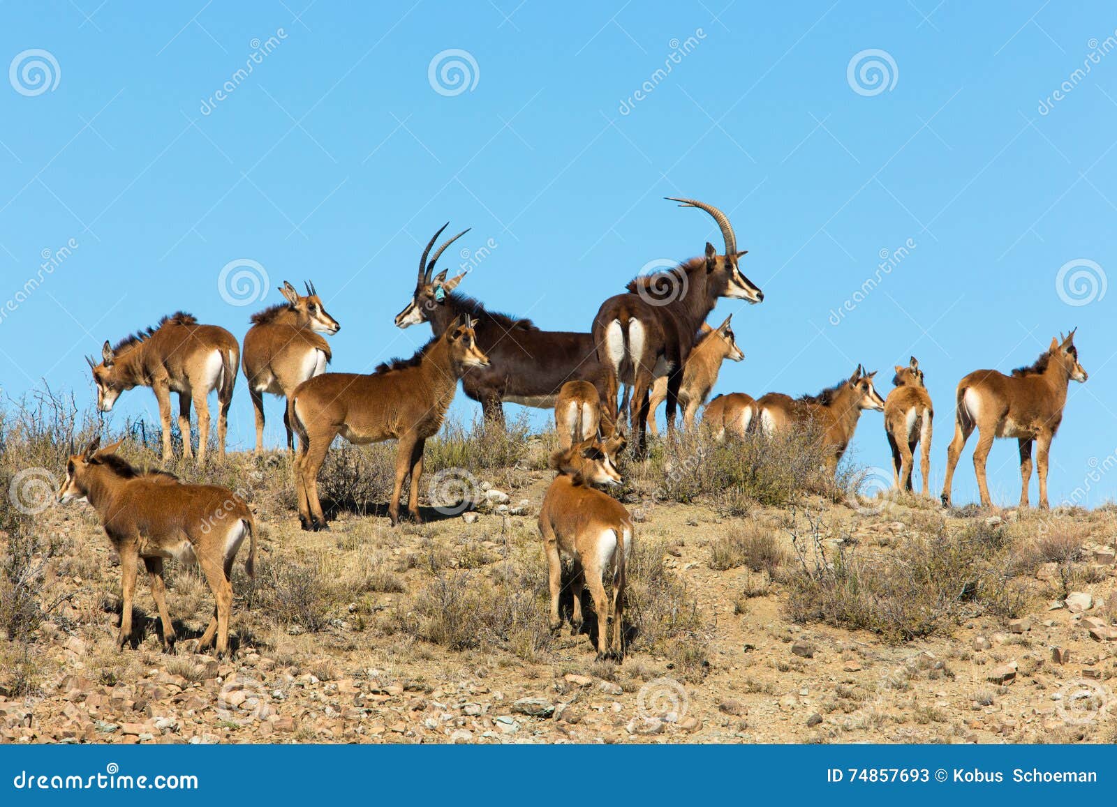 Sable Cow and babies stock image. Image of cows, hill - 74857693
