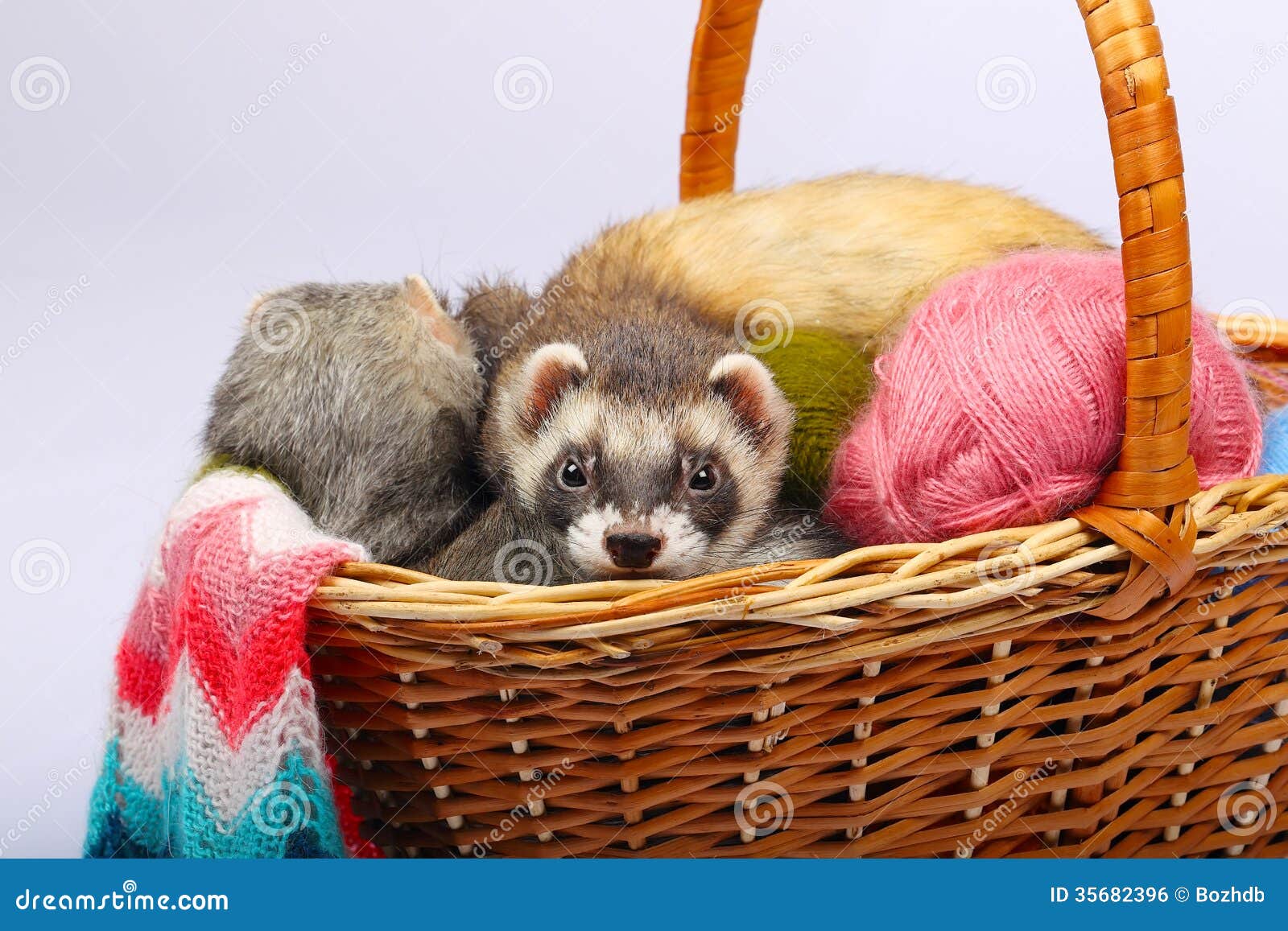 Sable ferret in basket stock photo. Image of beast, nature - 35682396